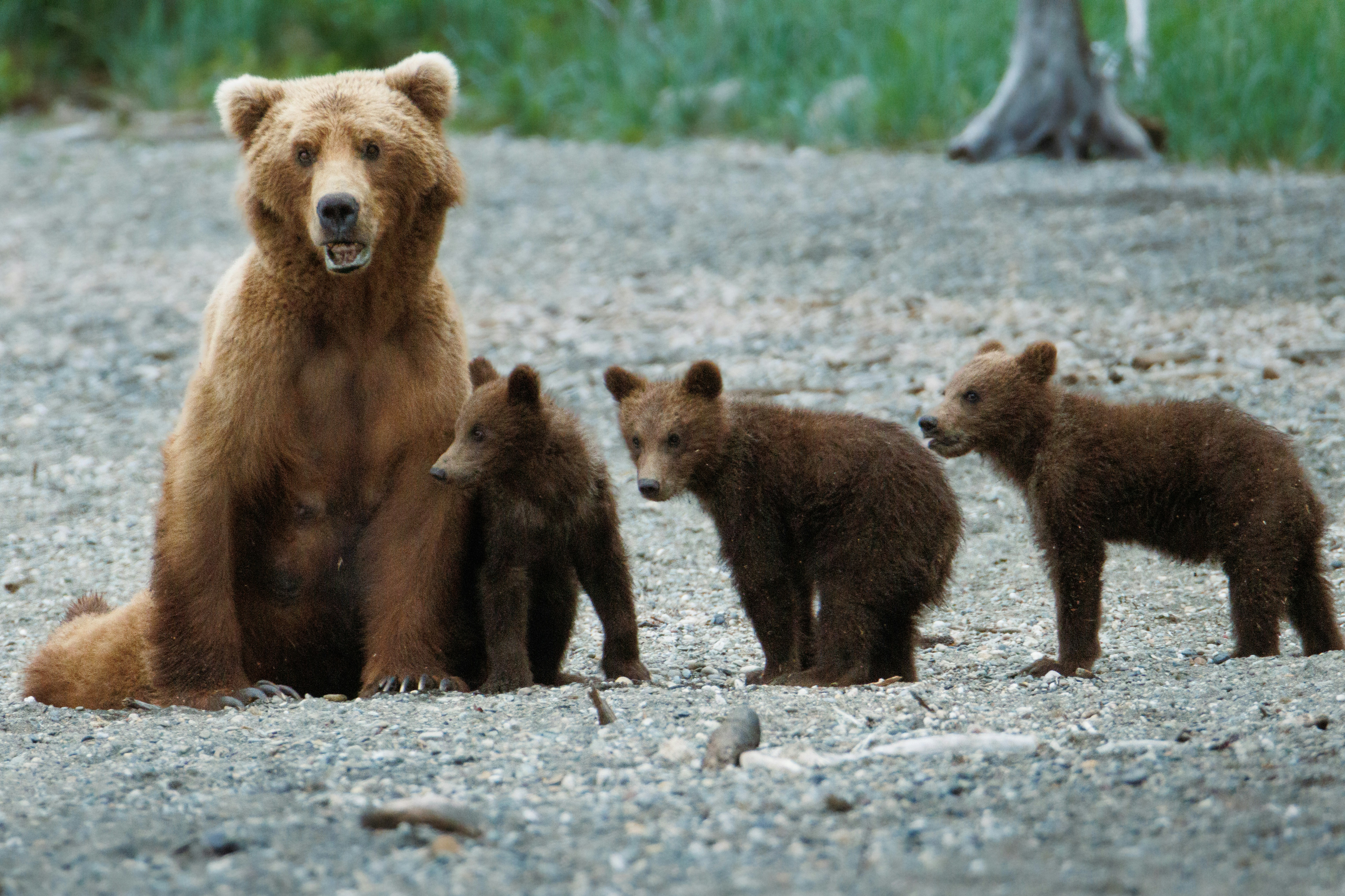 Family Prowl: A mother bear with cubs on a pebble shoreline