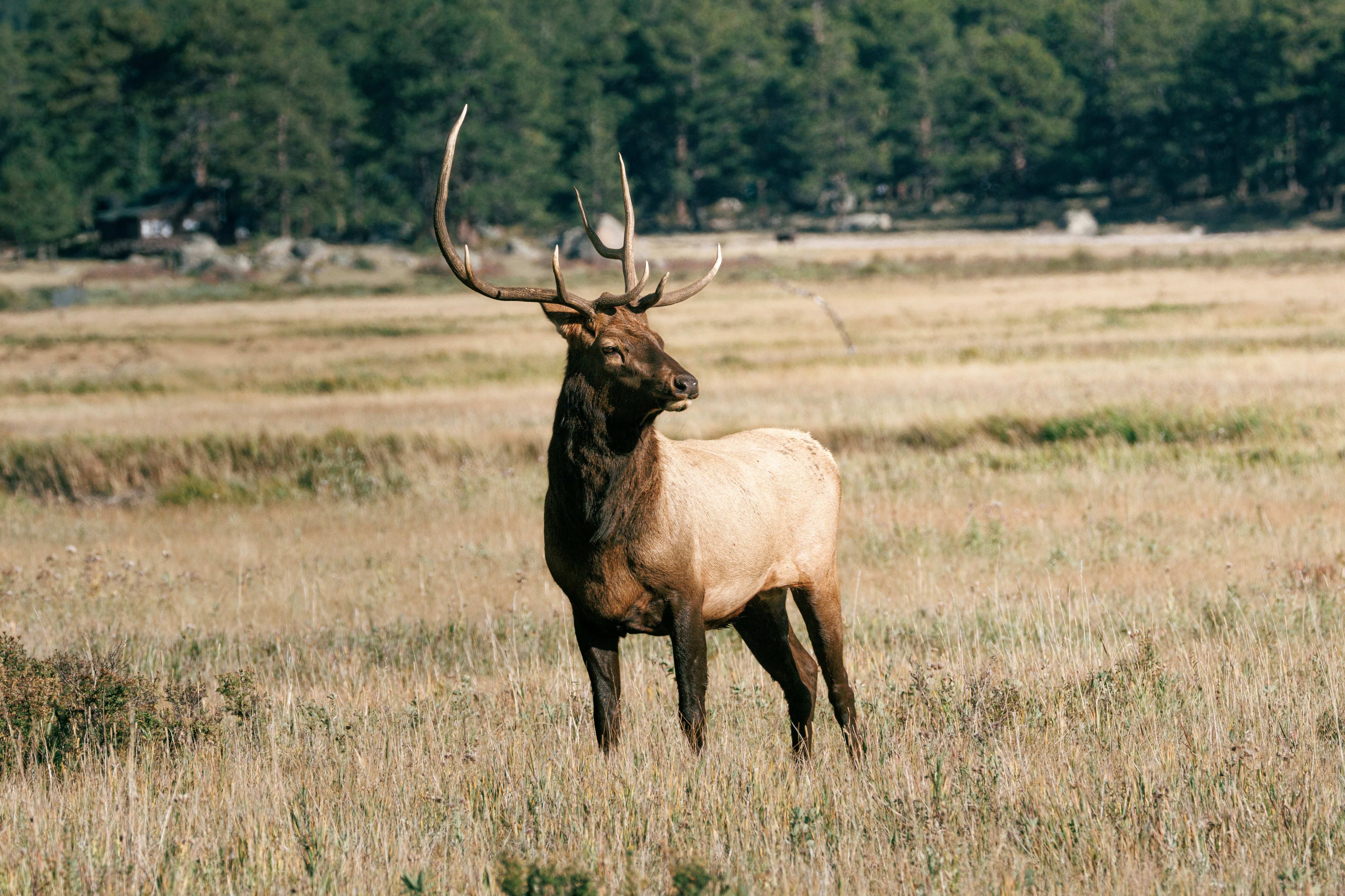 Majestic Stance: A Buck Guards the Open Prairie