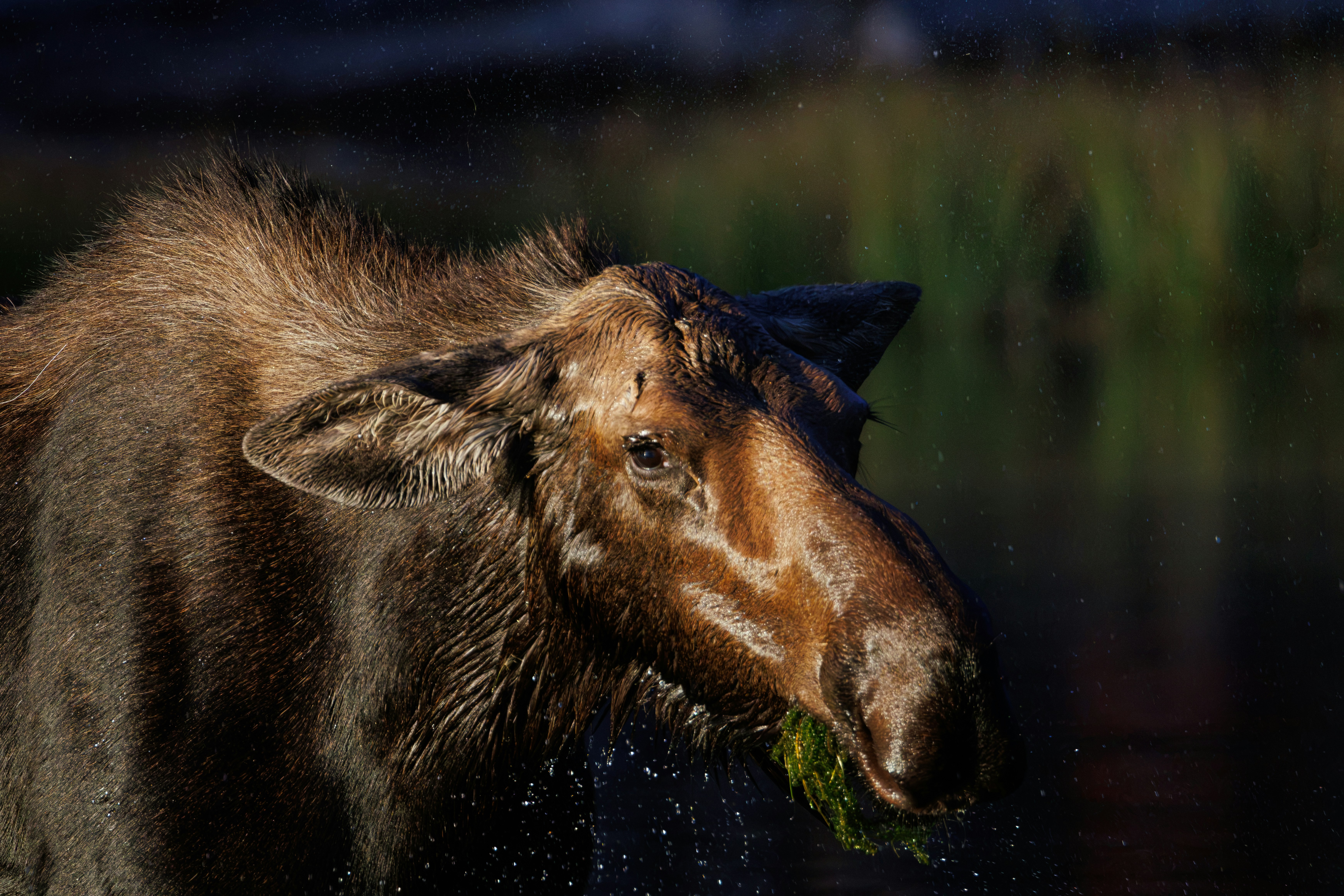 Half-Head of a Moor-Furred Mare: Splashing Water in Dappled Light