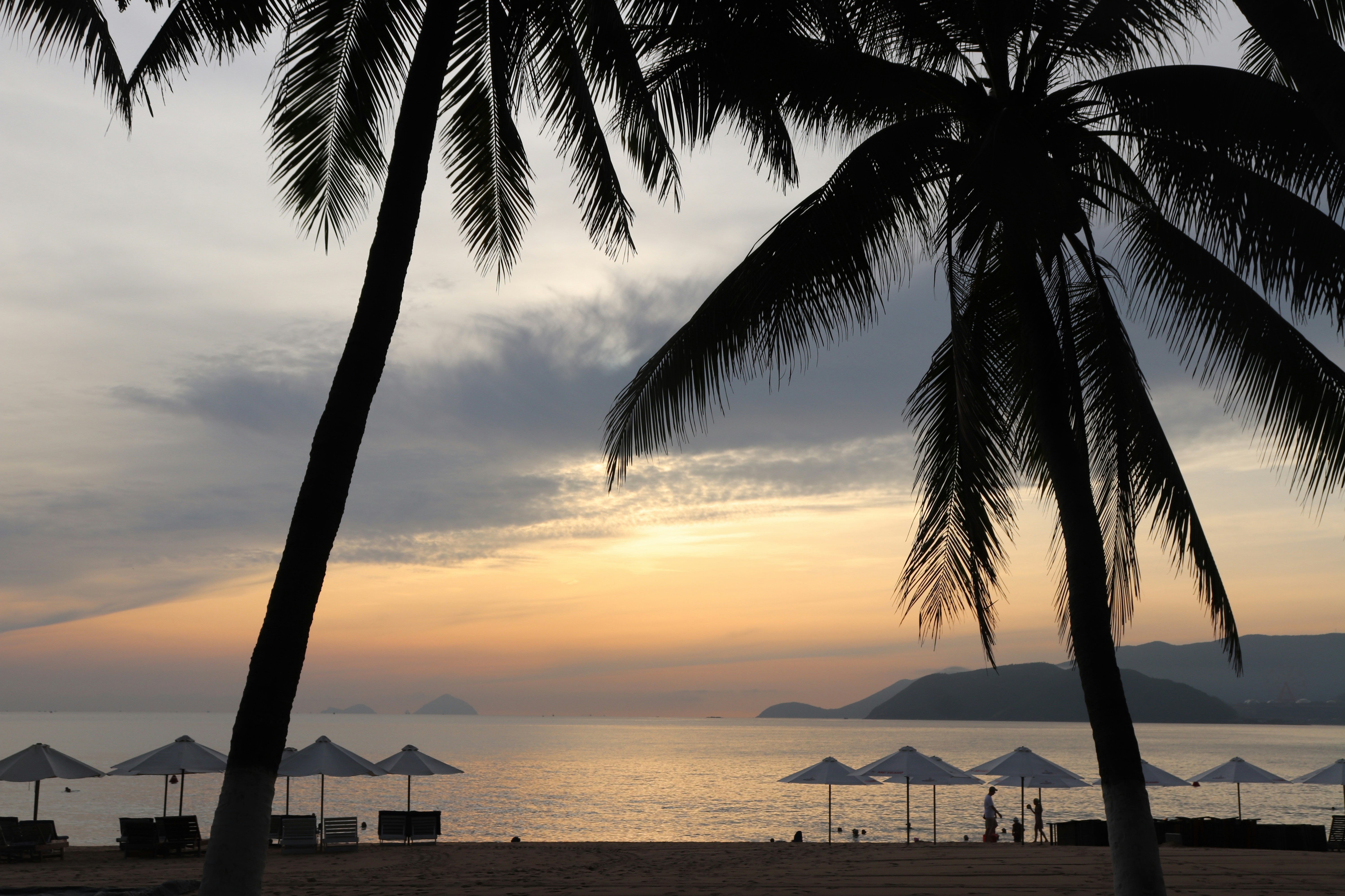 Silhouetted Palms Over a Quiet Pacific Sunset