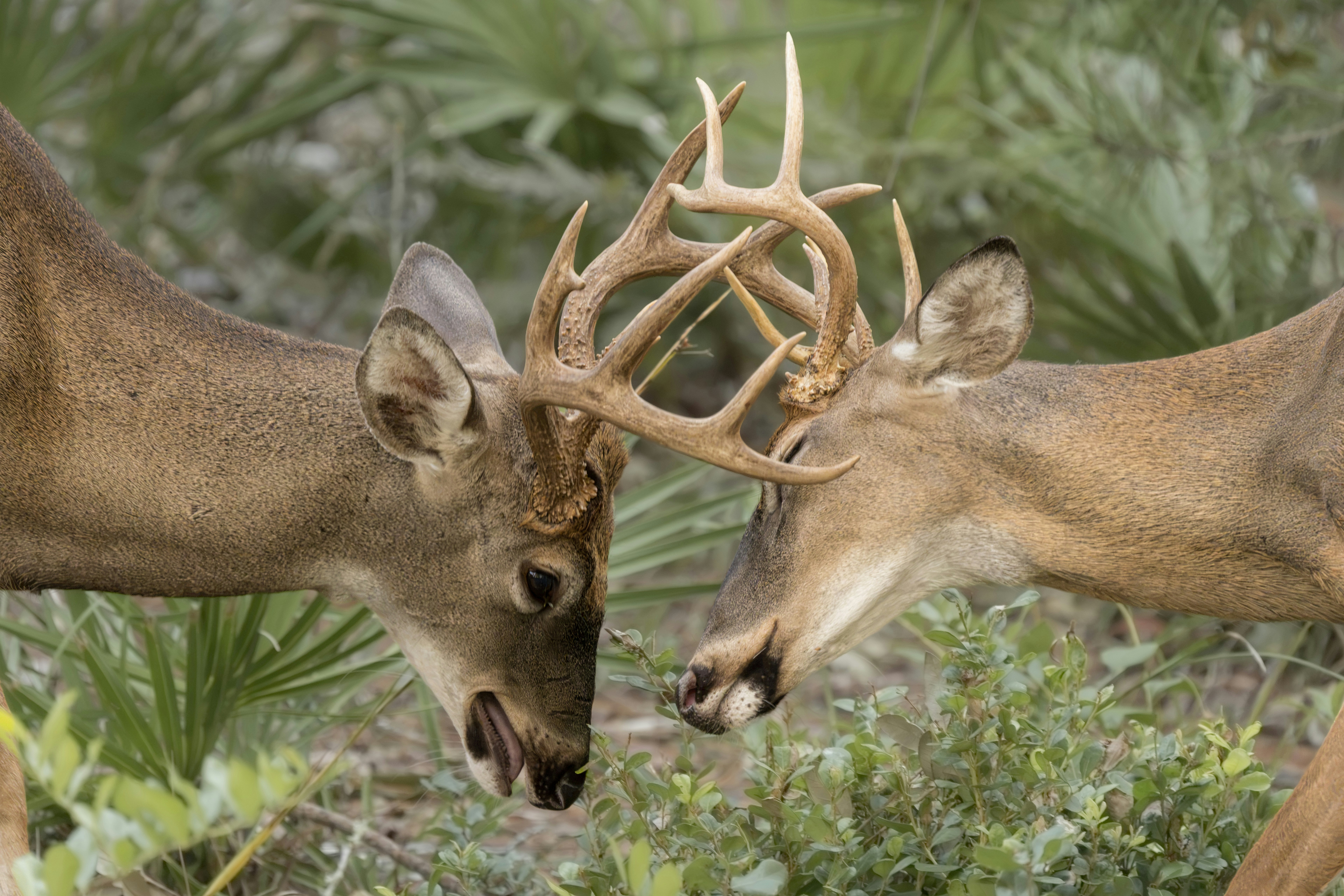 Antlered Standoff: Two Males Lock in a Gentle Contest