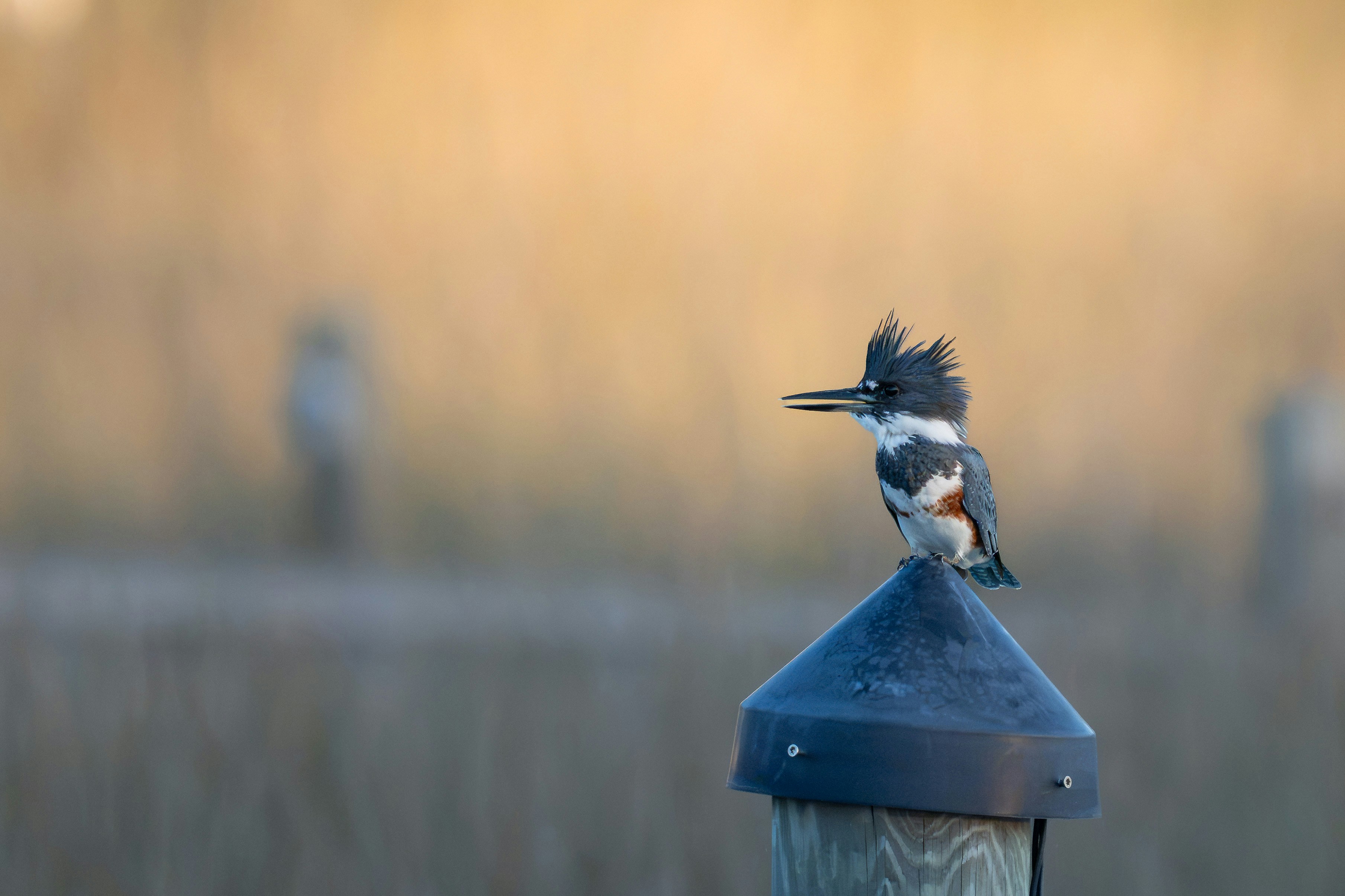 Near the Peak: A pied kingfisher poised on a lamp post at golden hour