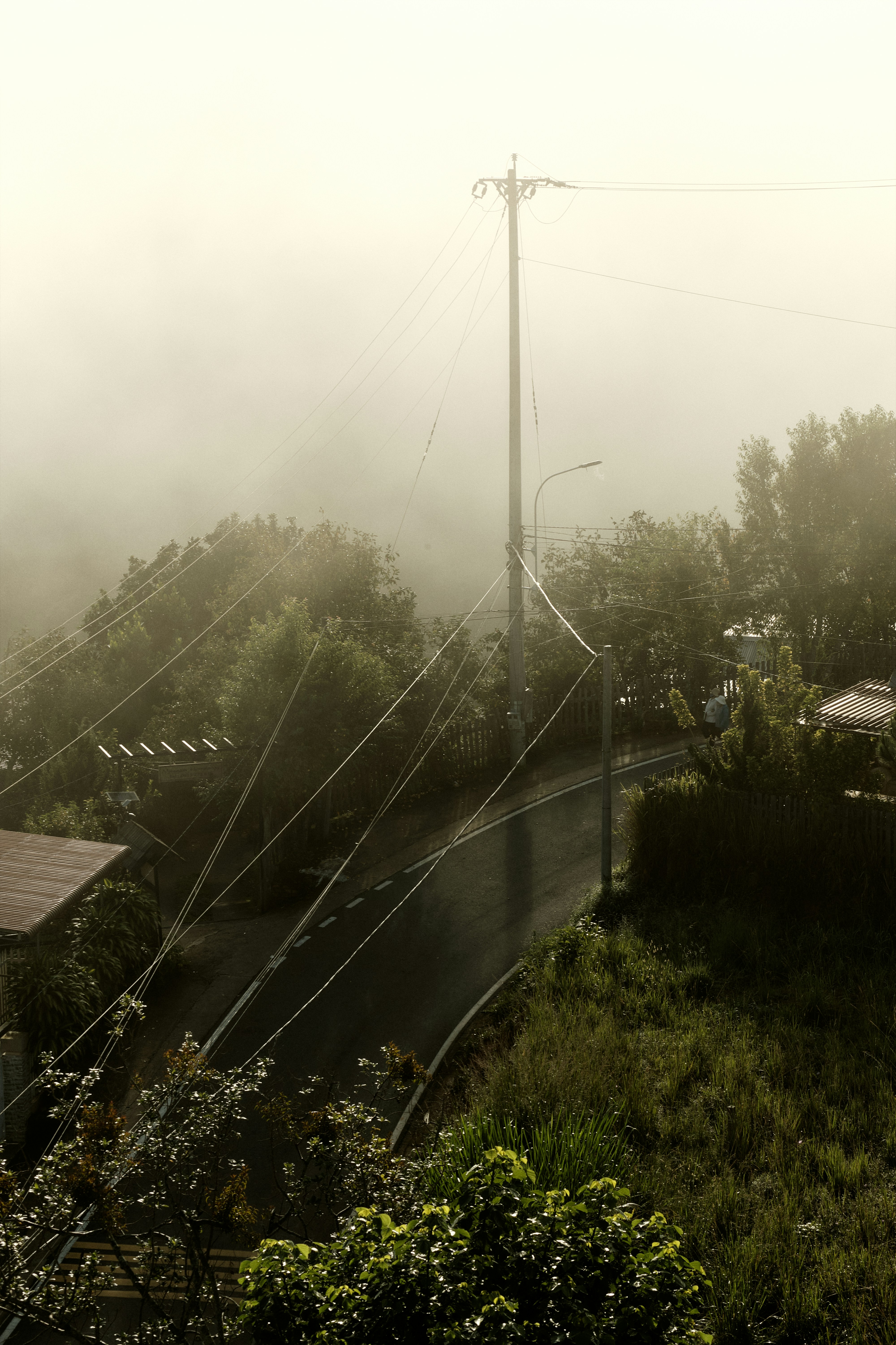 Mist-Softened Street Corridor with Utility Pole Veins