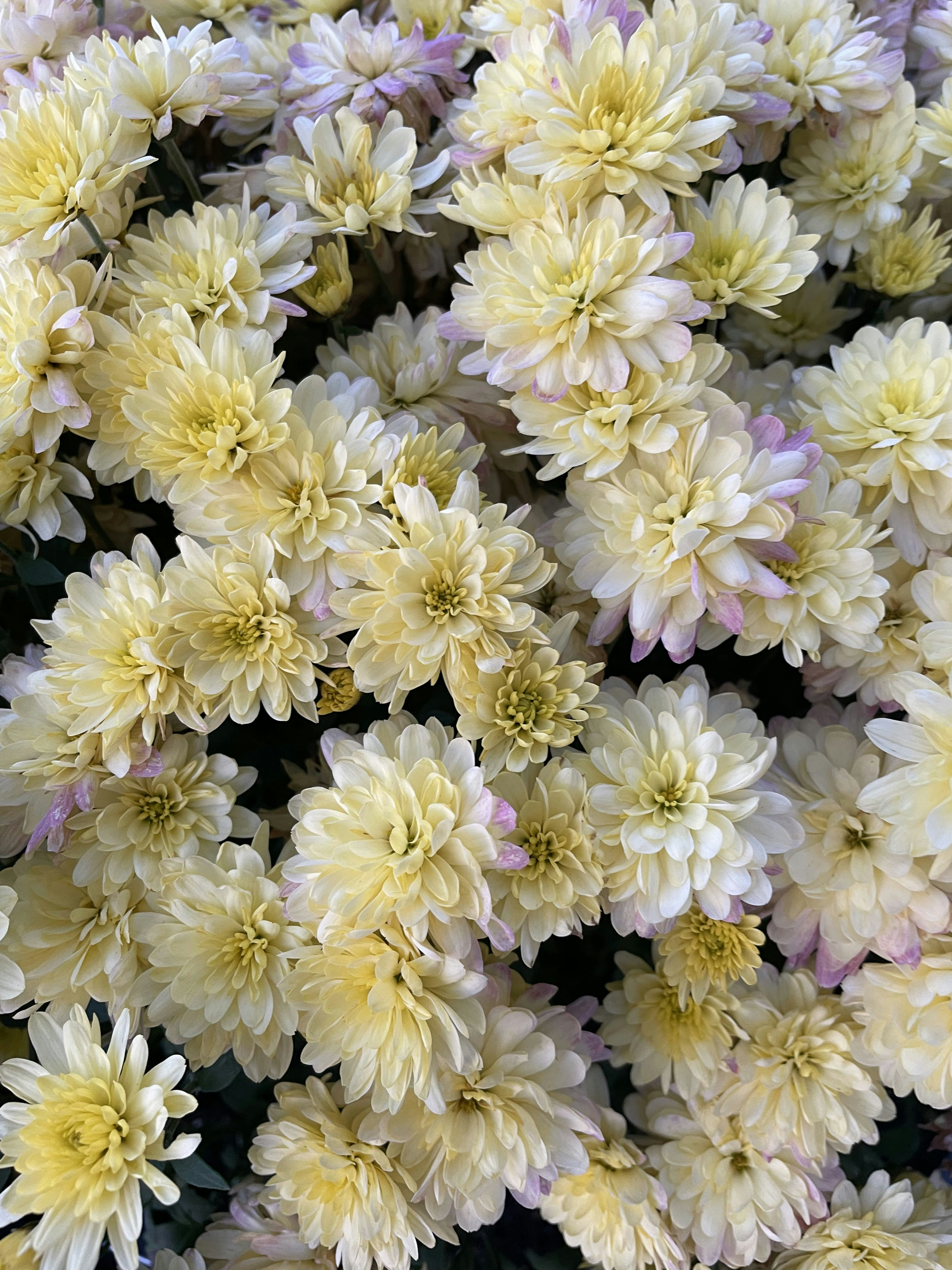 Golden Chrysanthemums in a Sea of Soft Pastels