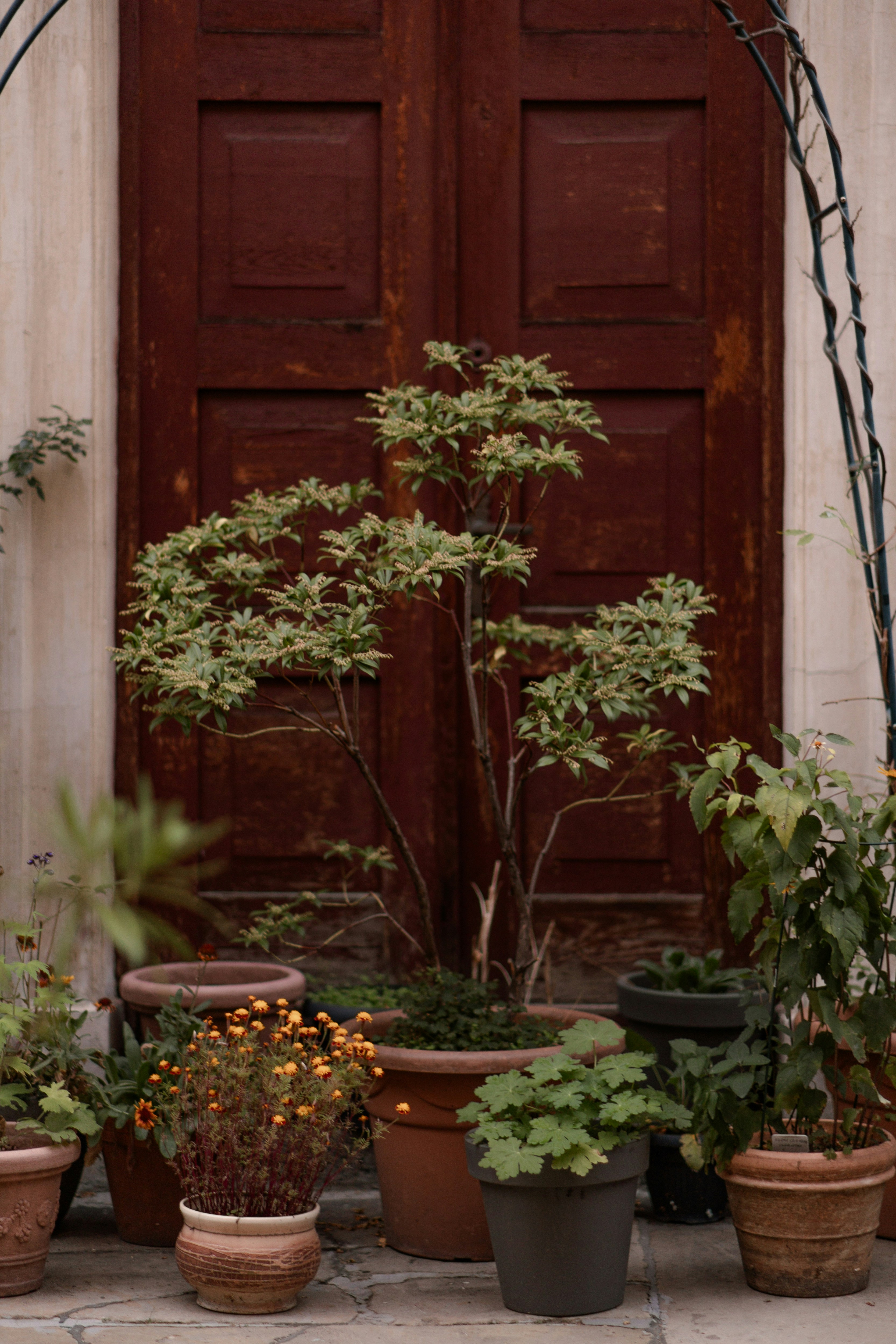 Potted Garden at the Threshold: A Quiet Courtyard in Red Doors