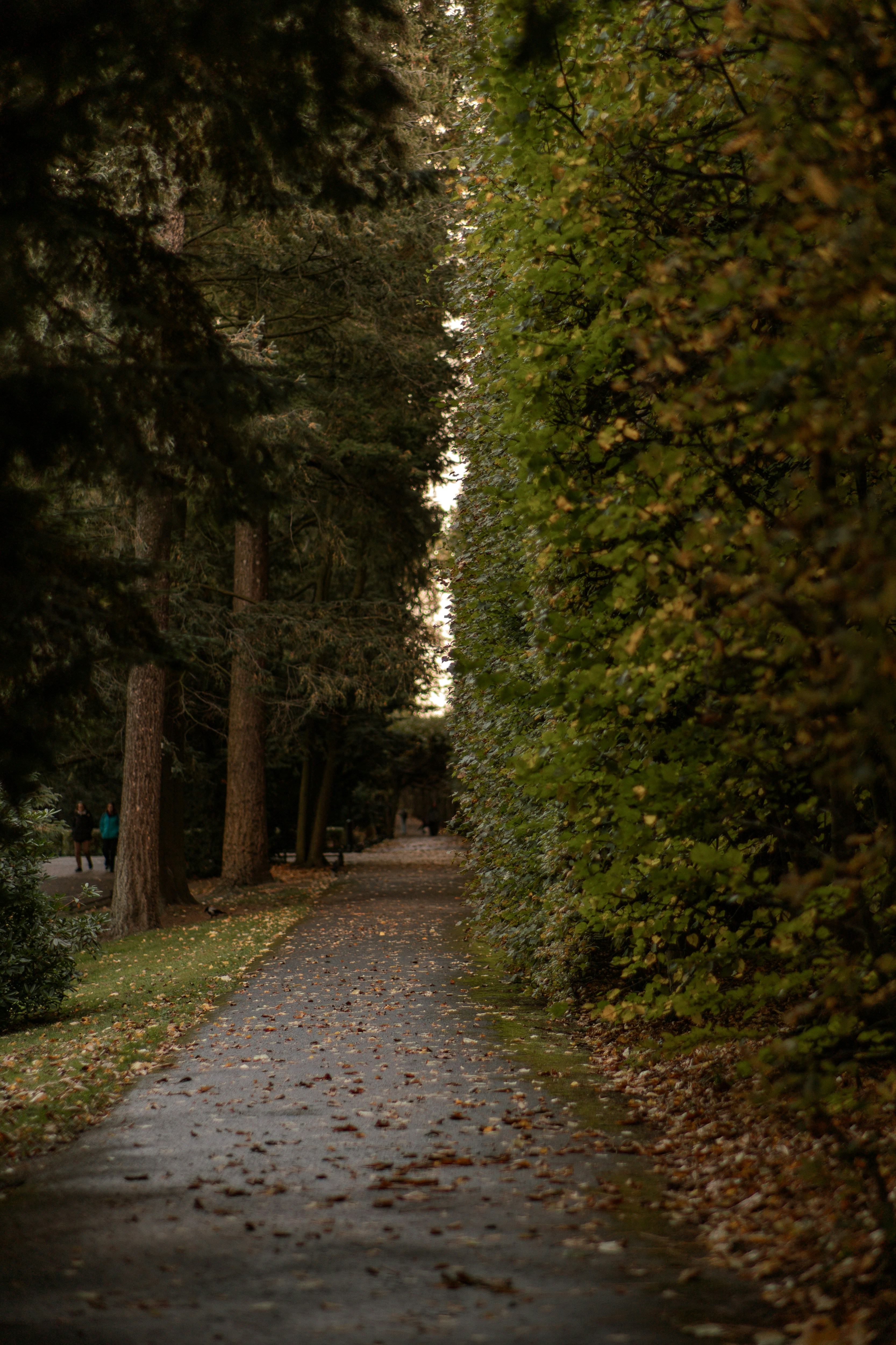 Path Through a Quiet Tree-Screened Avenue at Dusk