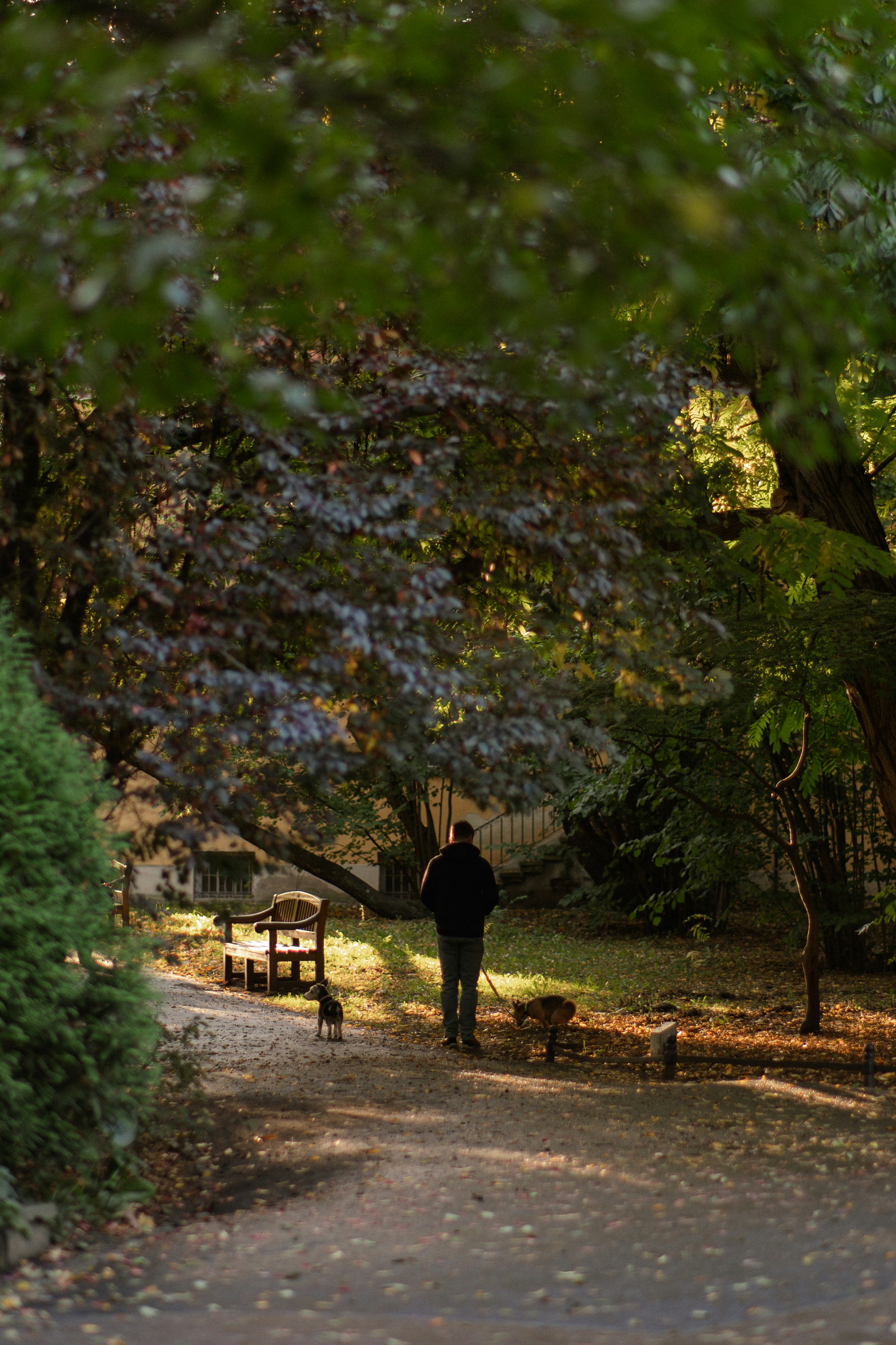 Forgotten Path: A Quiet Moment Under the Park’s Canopy