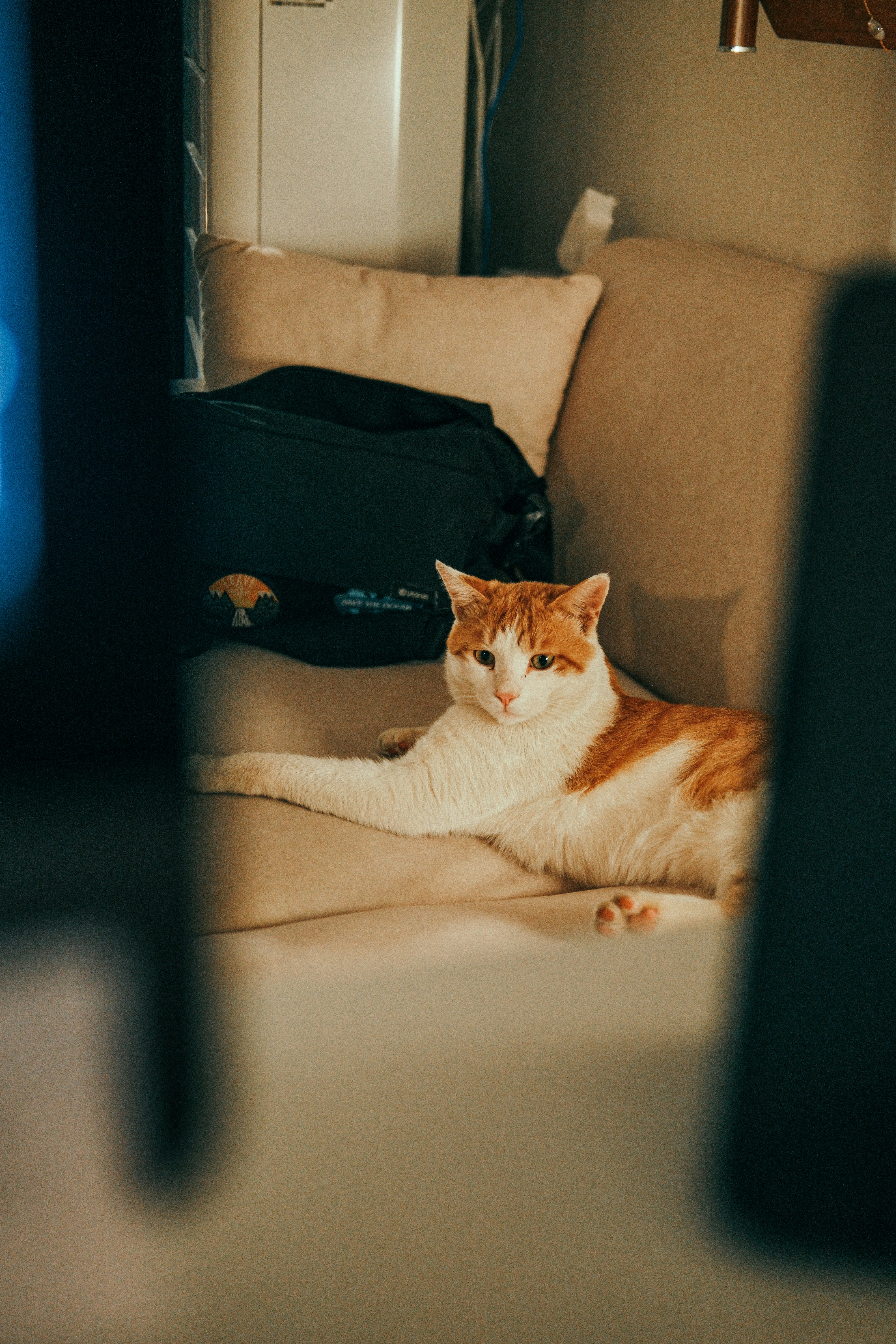 Orange-and-White Cat Reposing on a Cozy Sofa in Soft Indoor Light