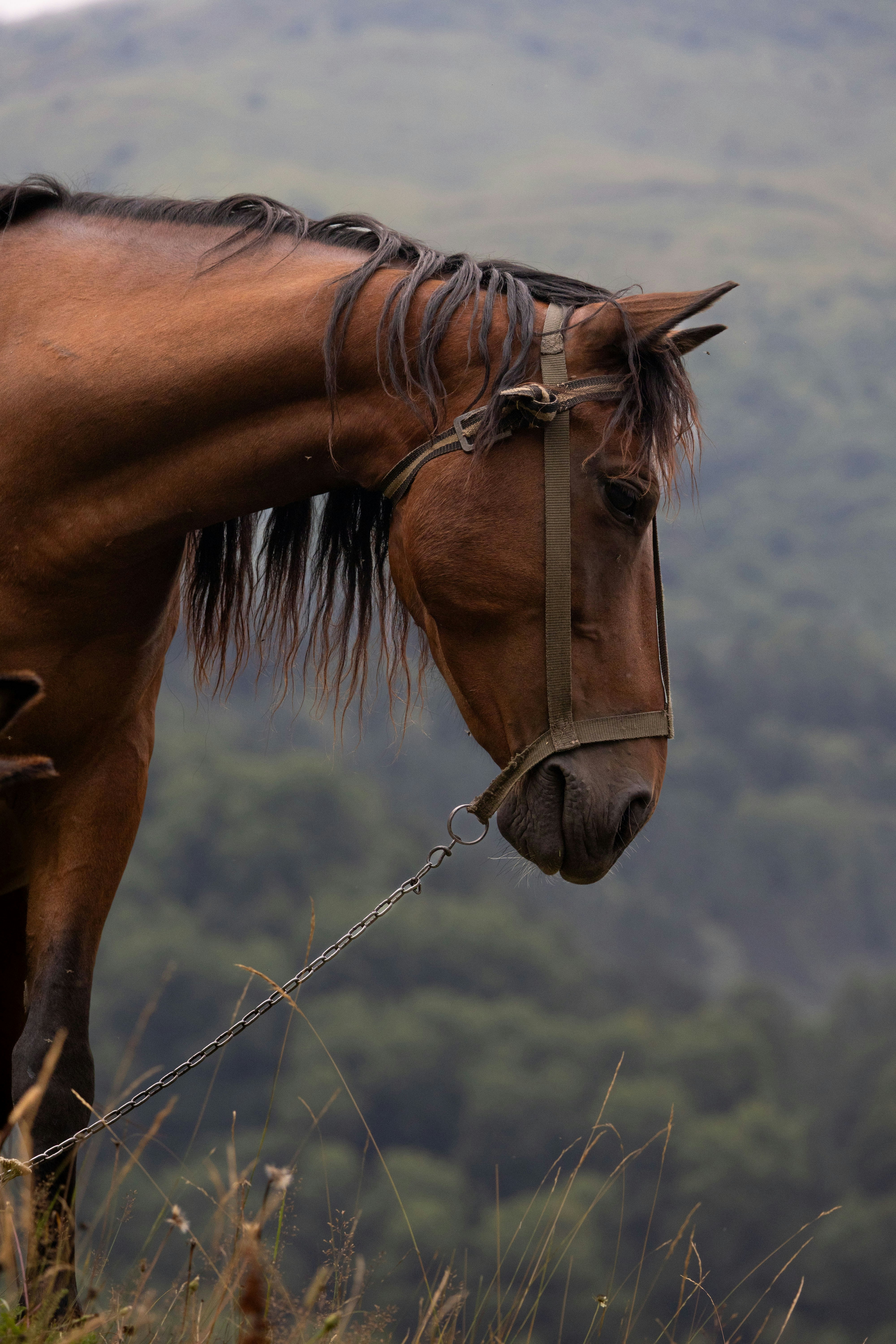 Brown horse with bridle stands in a grassy field, chain lead visible, soft mountain backdrop.