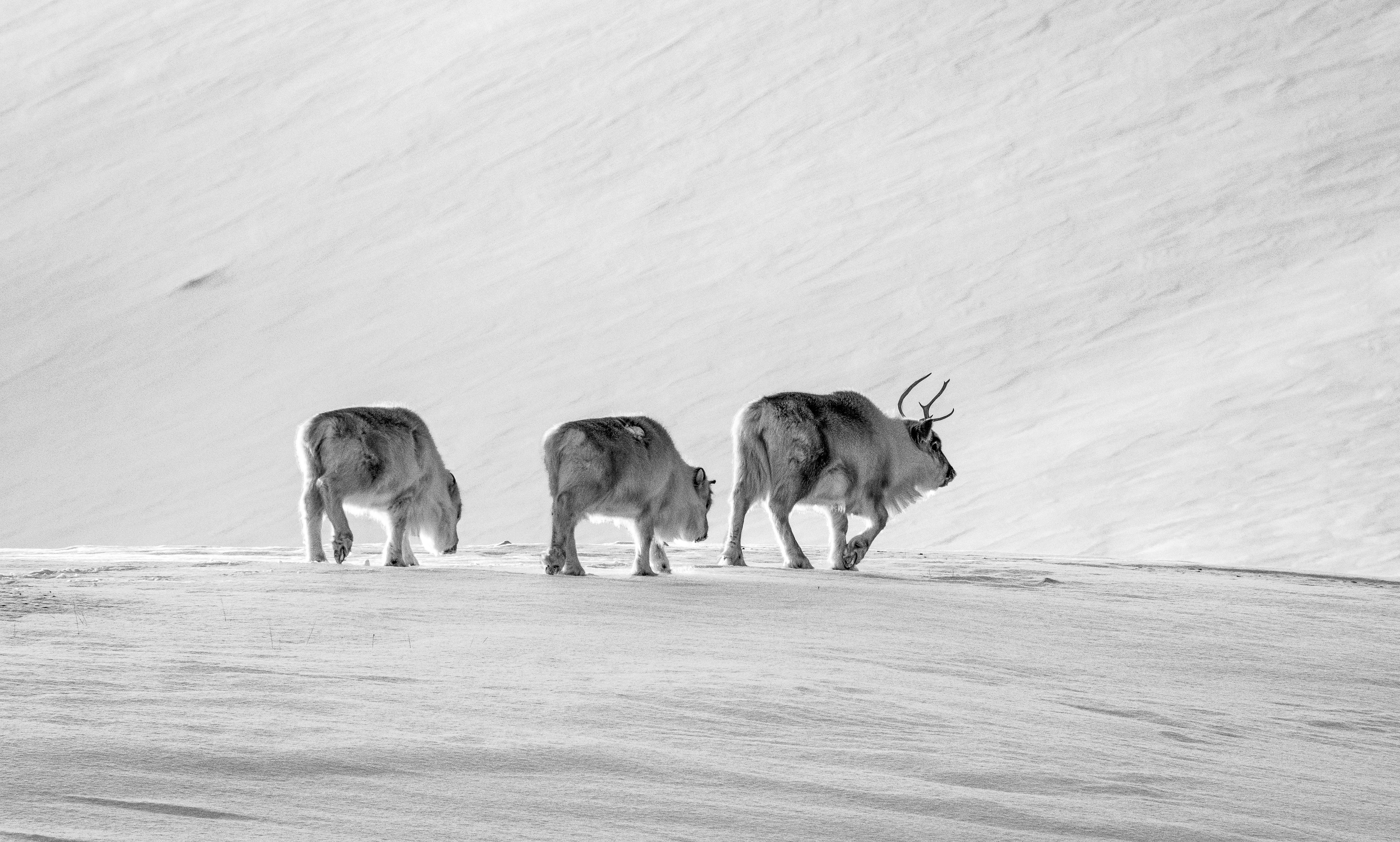 Three Alpine ibex traverse a windswept white slope in monochrome