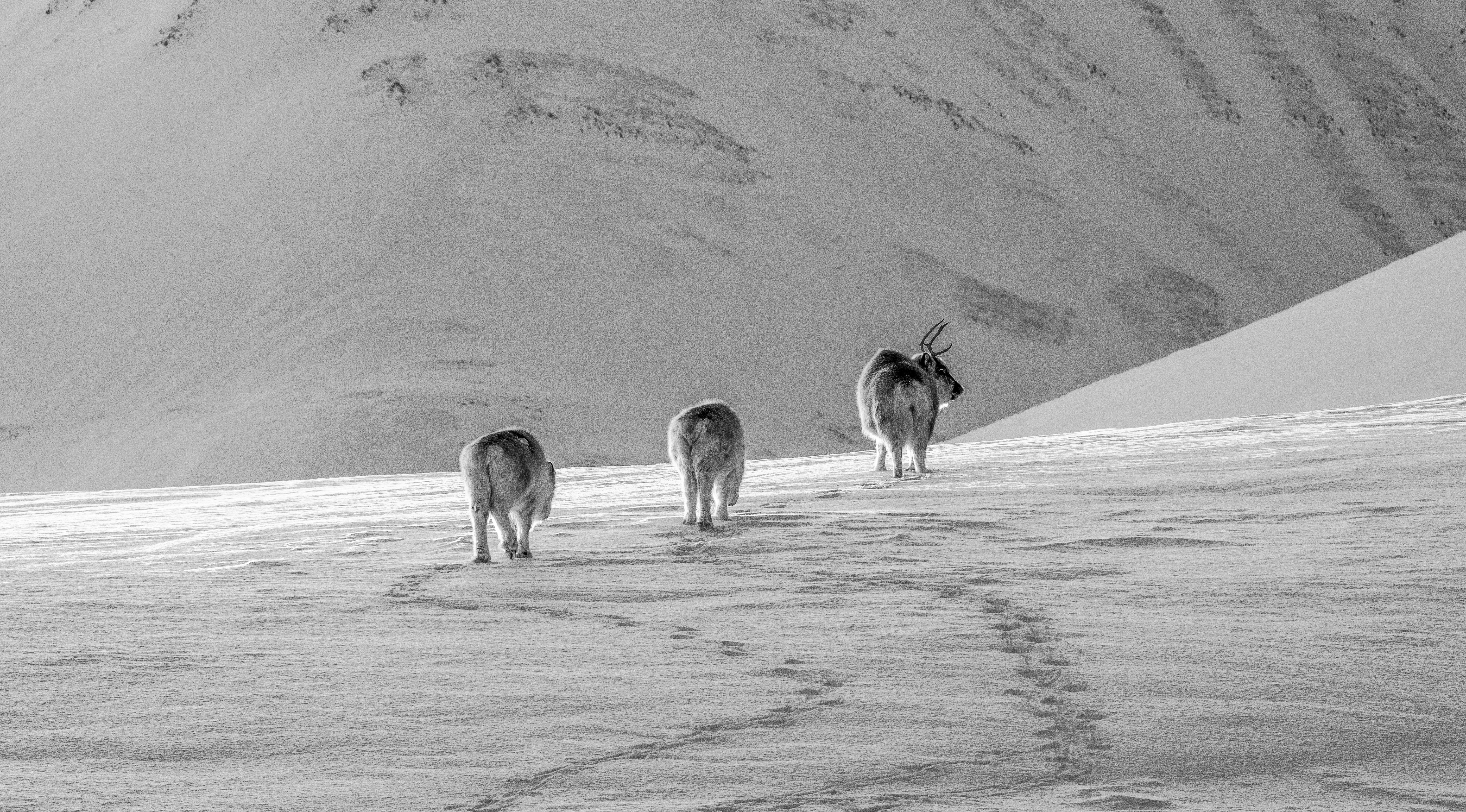 Three muskoxen traverse a windy, snow-coated slope under a stark sky, leaving faint tracks across a wide, barren ice field.