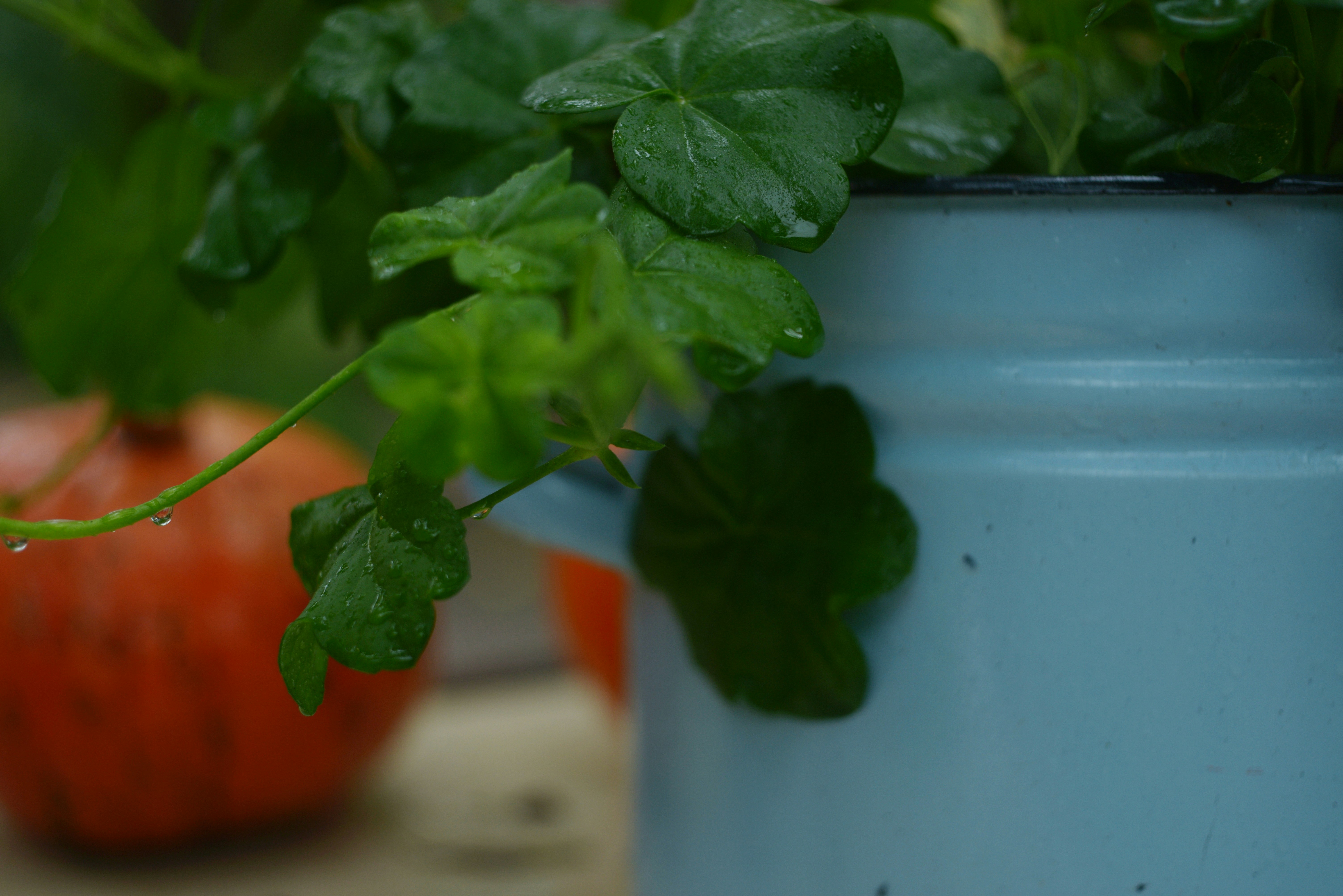 Ceramic blue pot with trailing ivy echoes a quiet garden corner