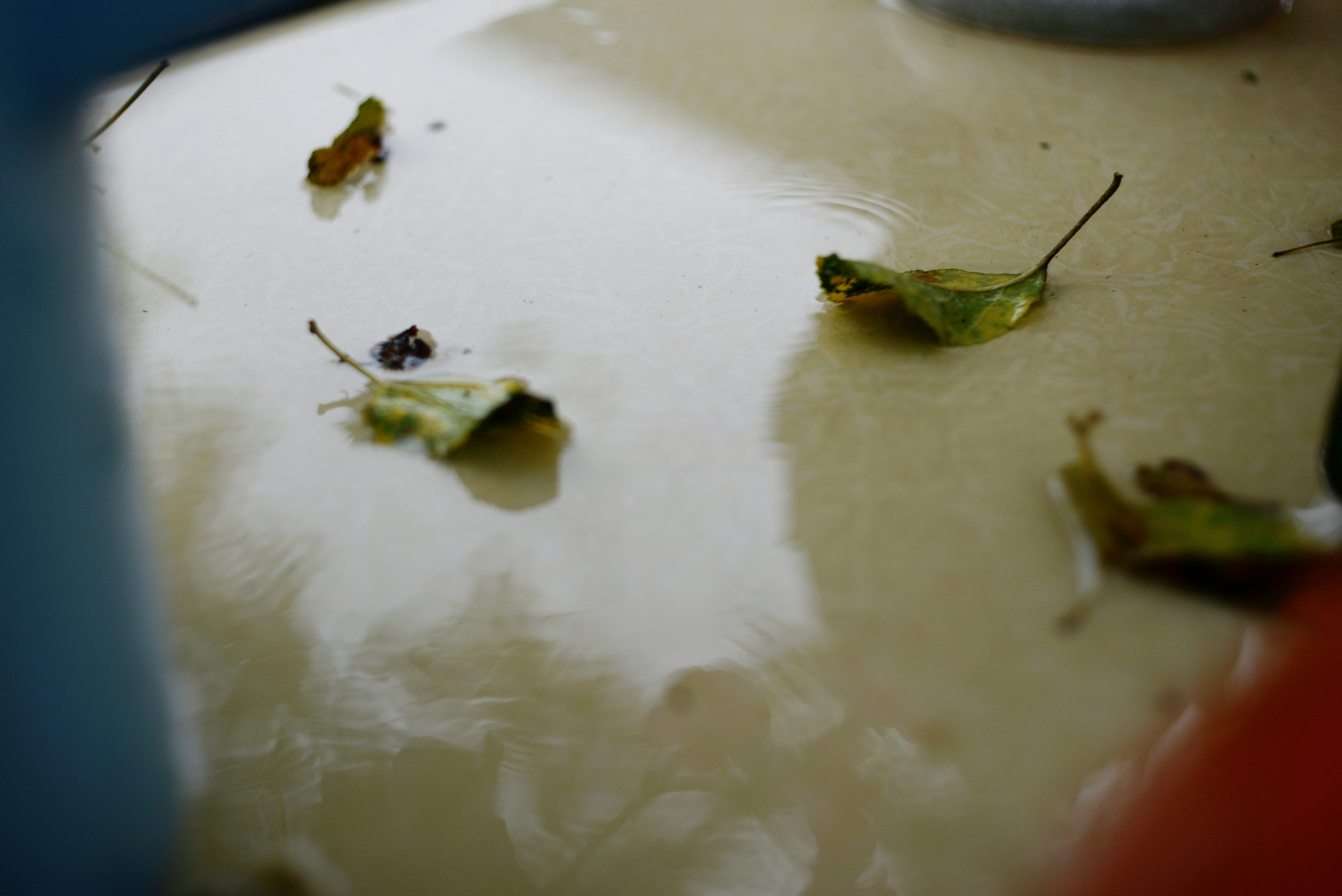 Floating Leaves on a Murky Pond