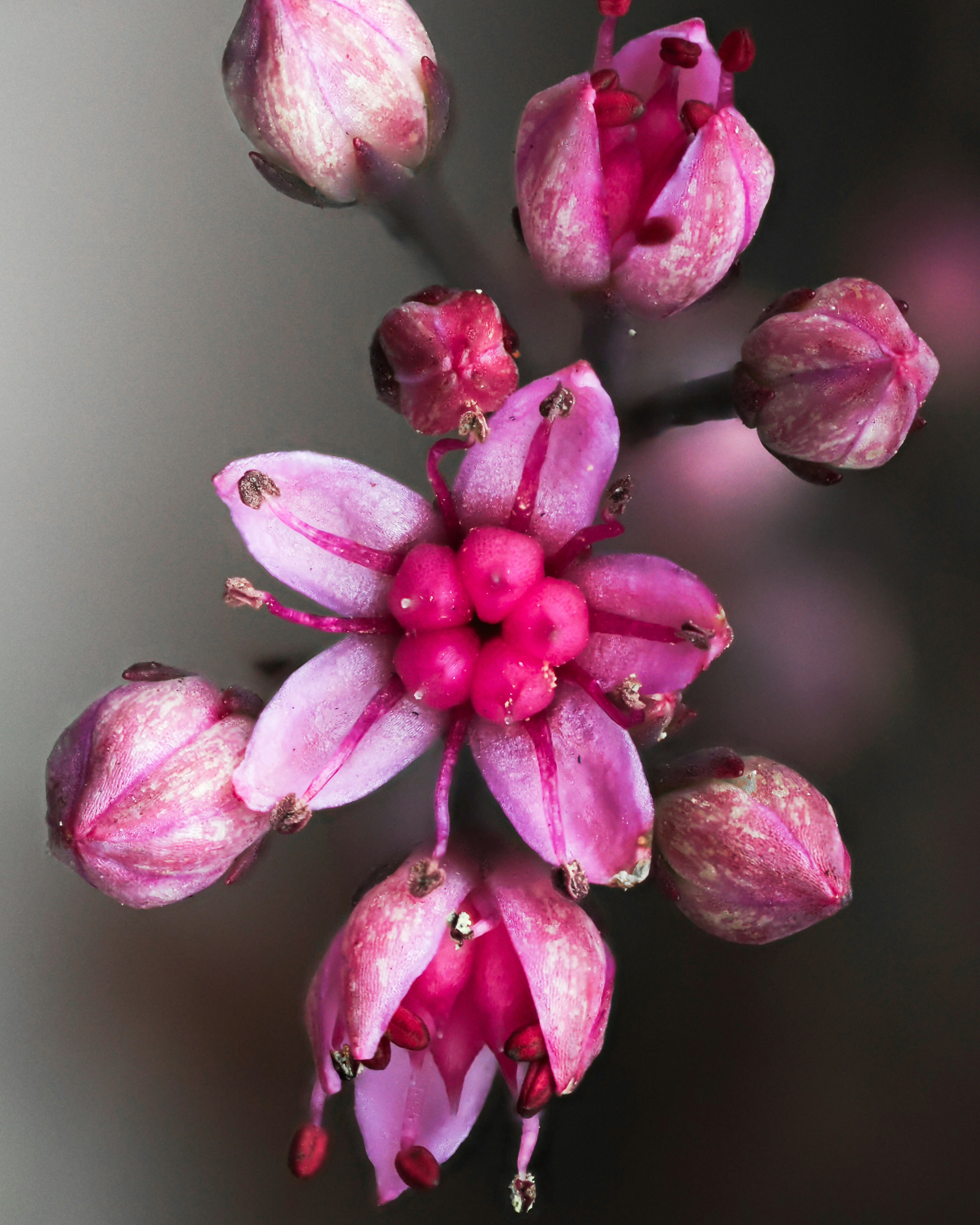 Crimson Bloom Burst: Close-Up of Pink Lilac Petals