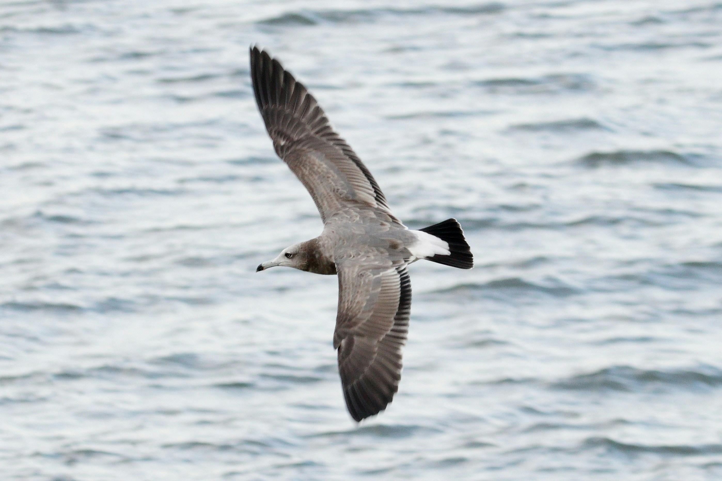 Seabird in Flight: A Slate-gray Gull Skims the Ocean
