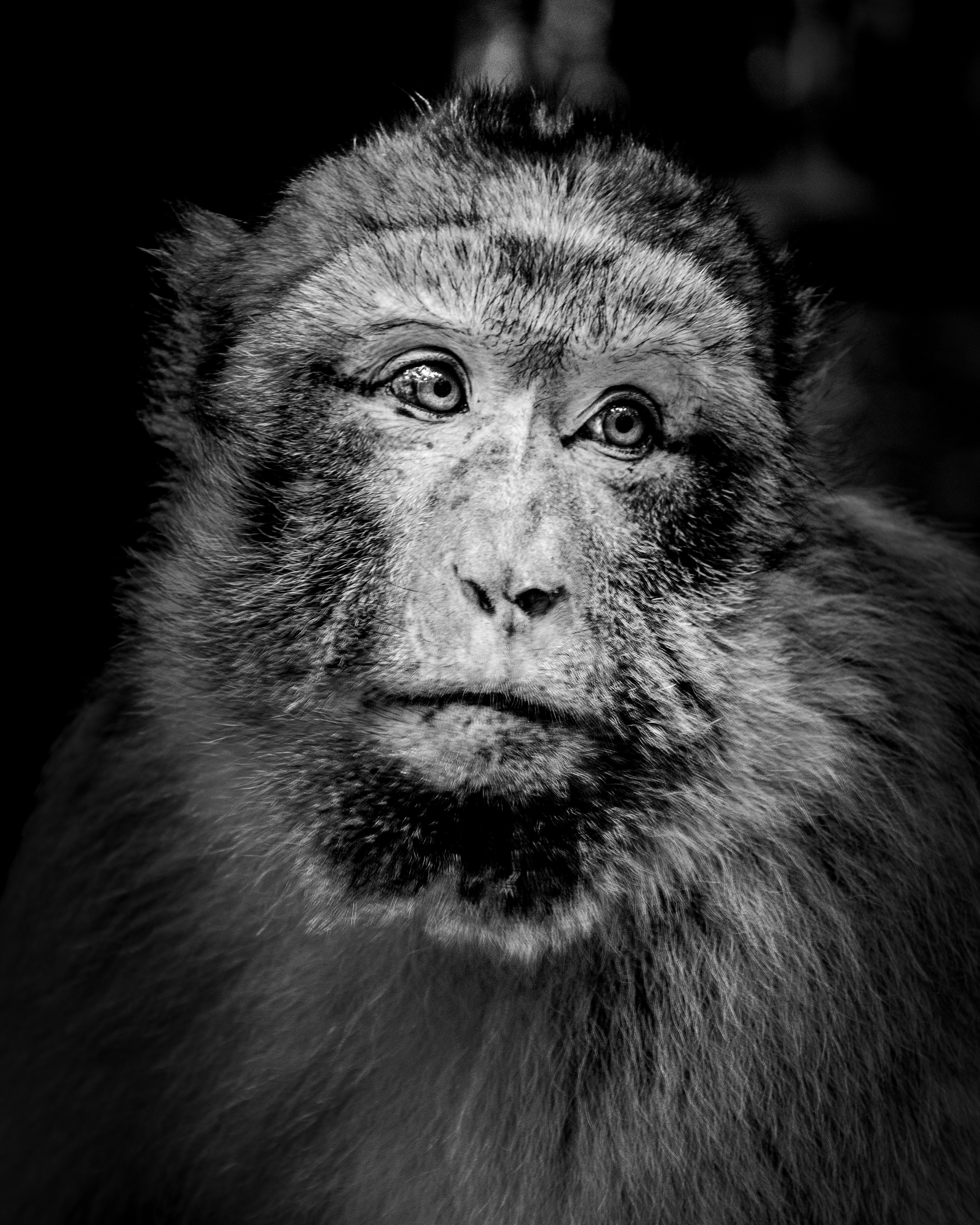Face in the Dark: A Primate Gaze Surges from Shadowed Silk