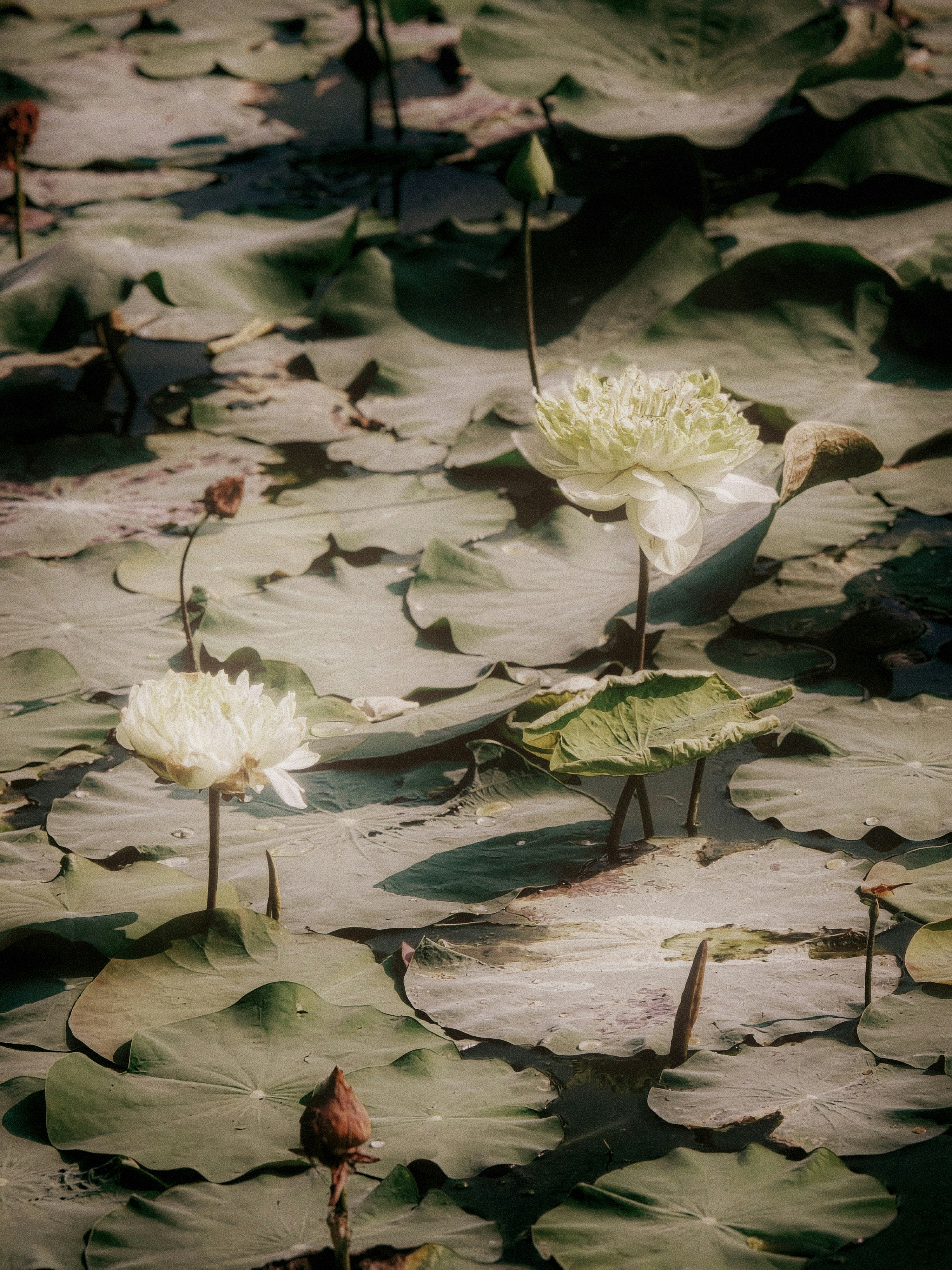 White lotus in dappled pond light