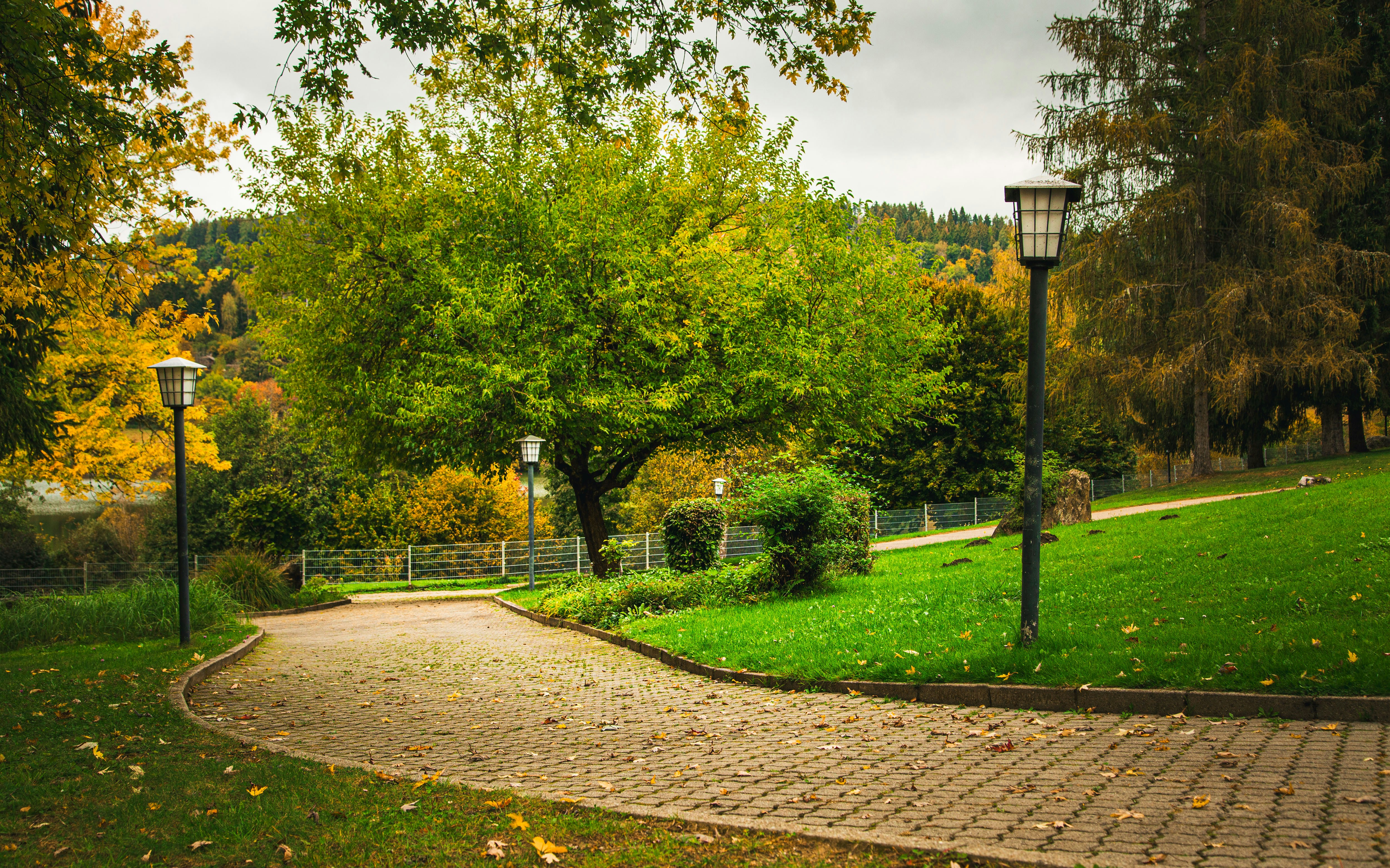 Autumn Pathway: Quiet Cedar Lane Under Soft Morning Light