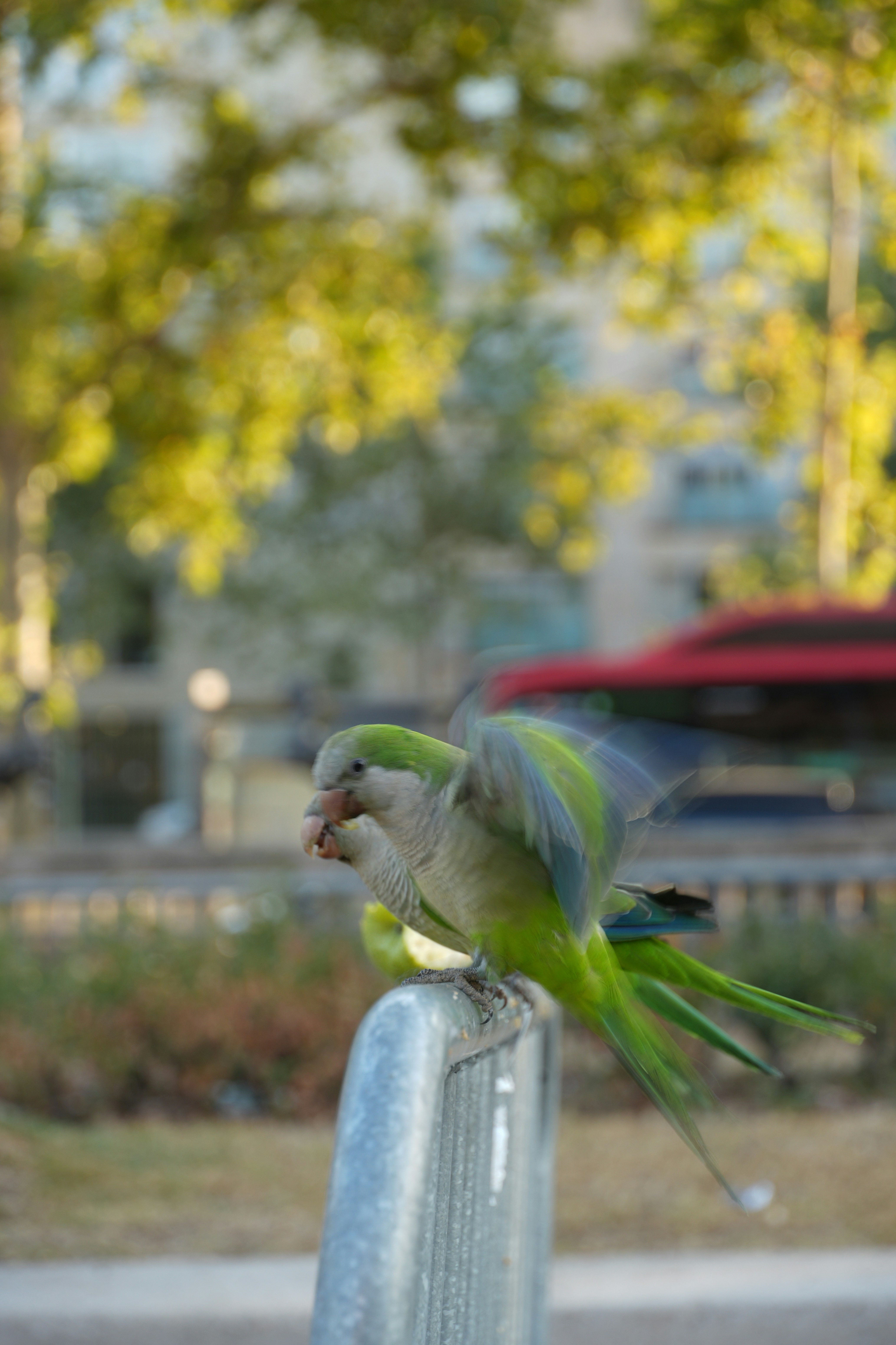 A green parrot grips a metal railing in a sunlit urban park, wings slightly blurred from motion, with a blurred storefront background. (Logo/none) It captures a candid moment of the bird in flight-ready stance.