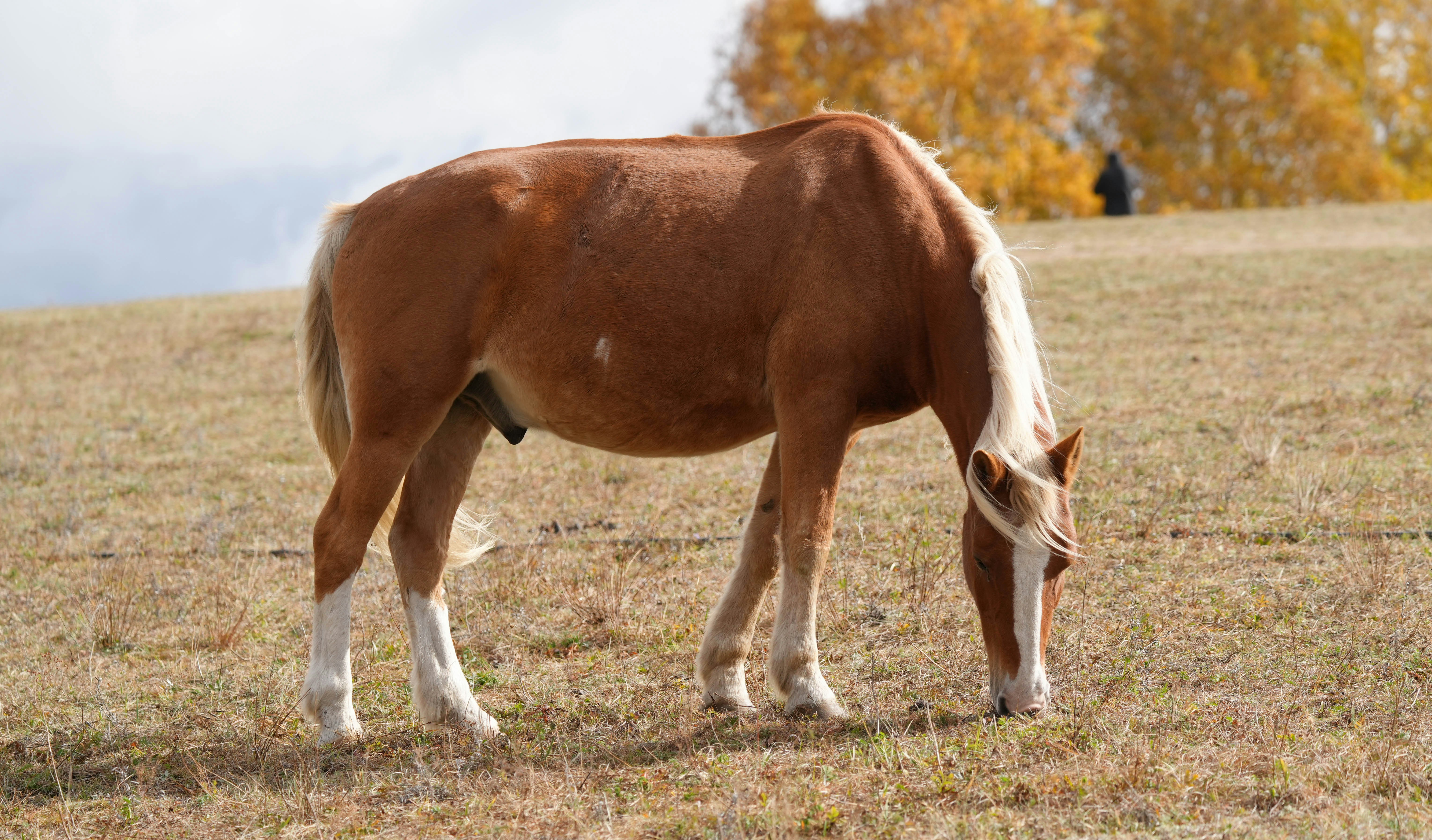 Grazing Chestnut in Autumn Light