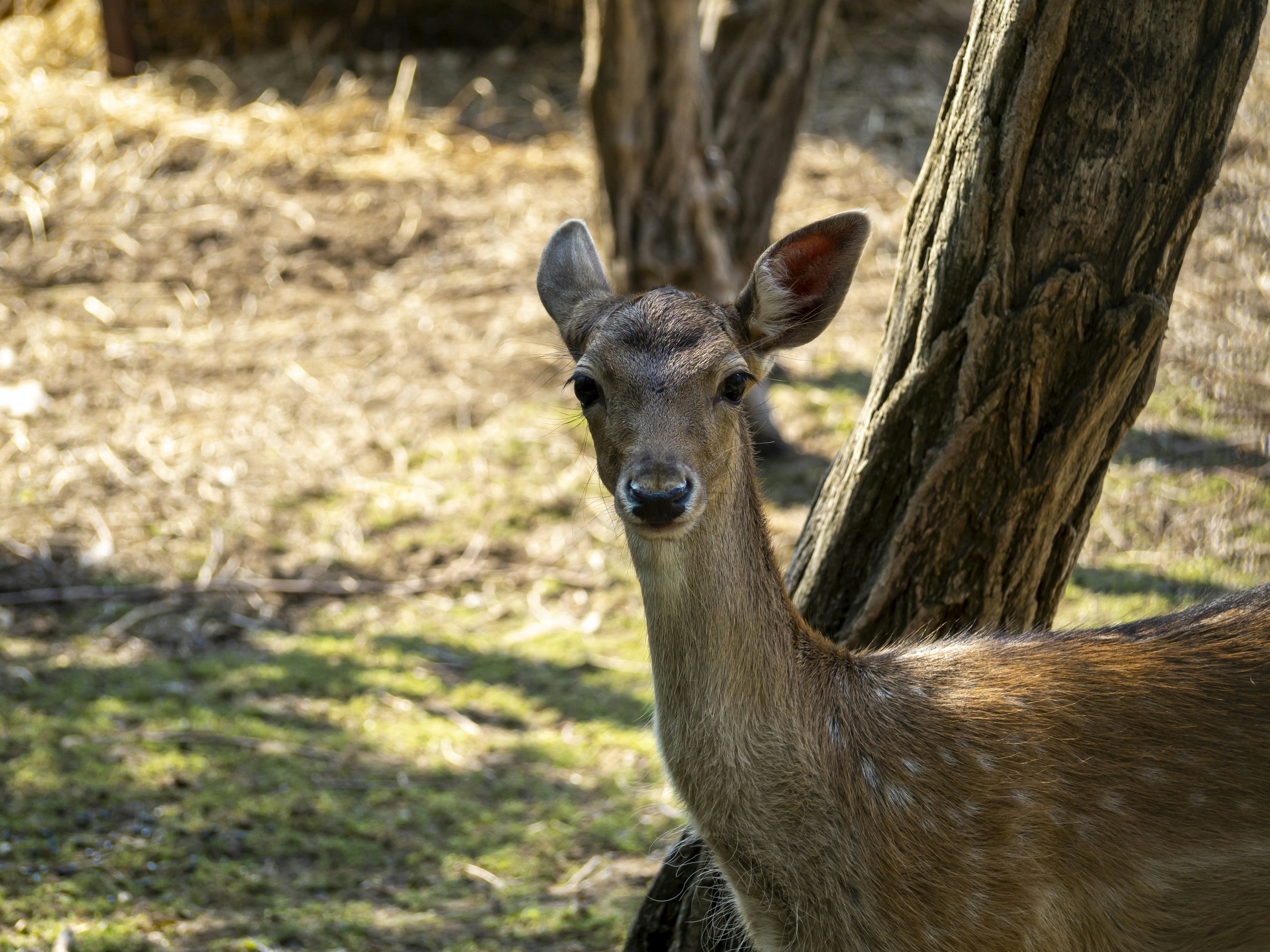 Near the Shade: A Deer Pauses at the Tree Line