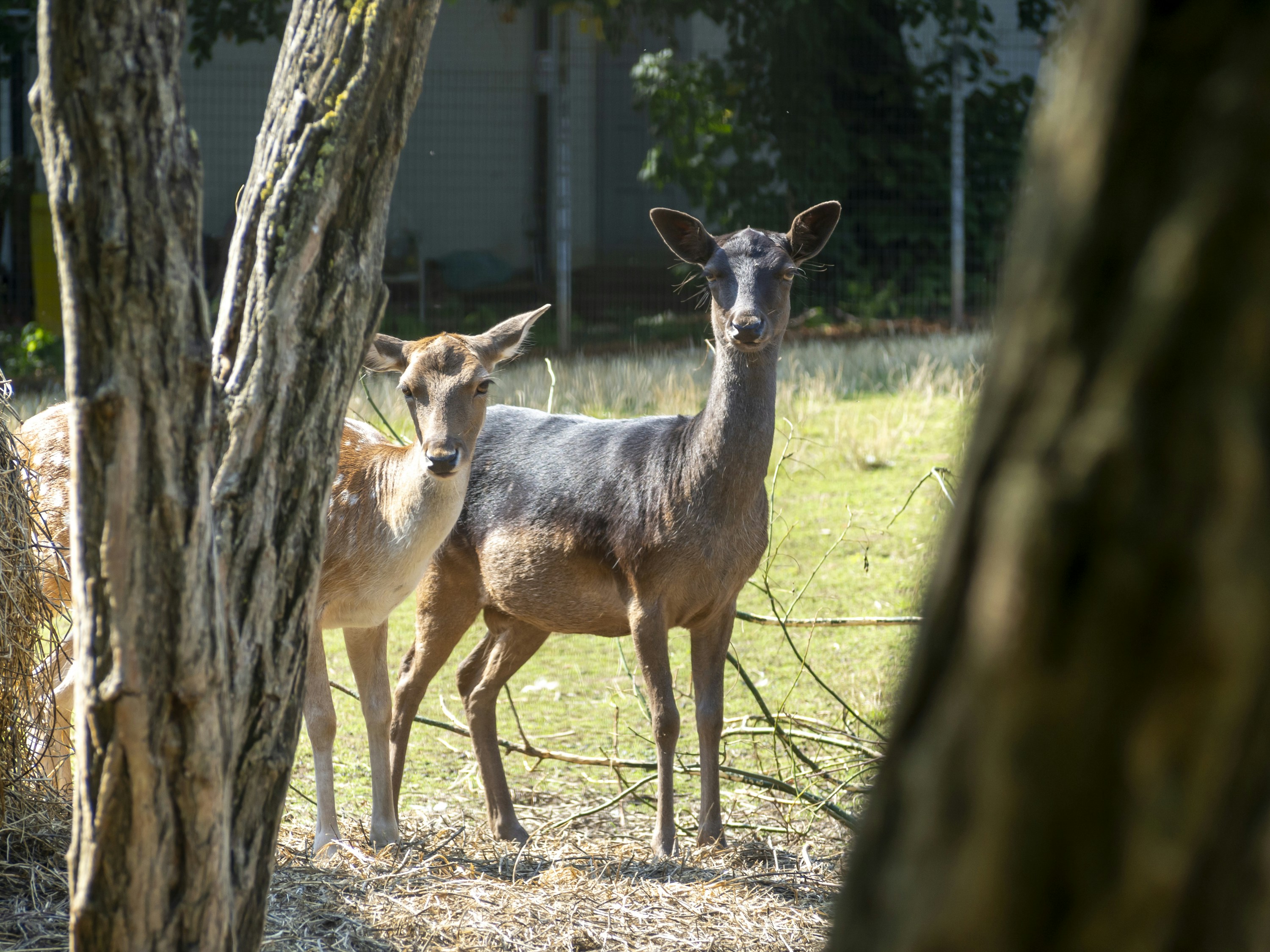 Two deer emerge from dappled shade into sunlit meadow