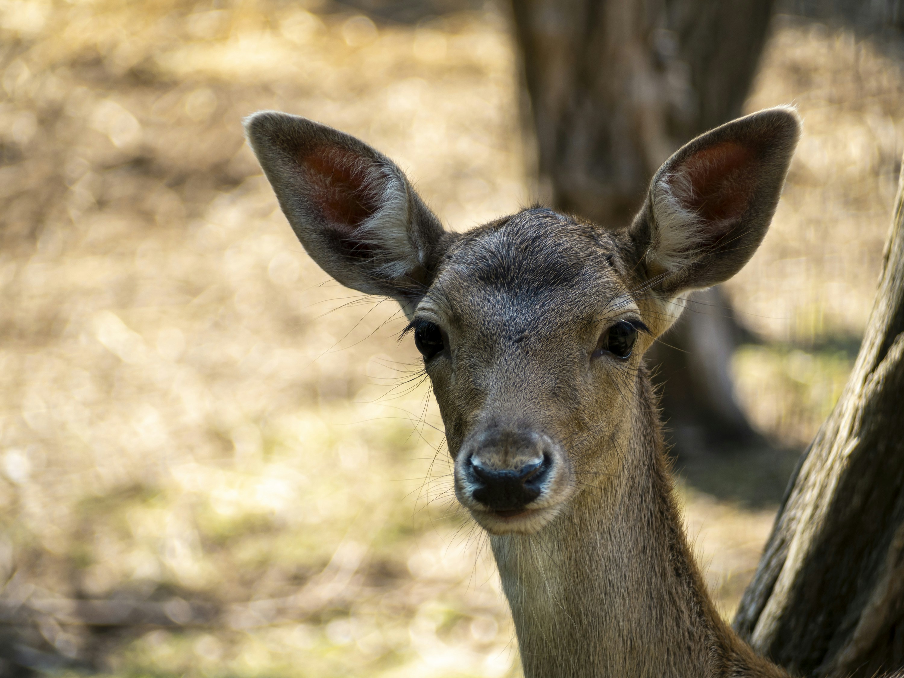 Eyed gaze through sunlit woodland: a deer’s quiet stance