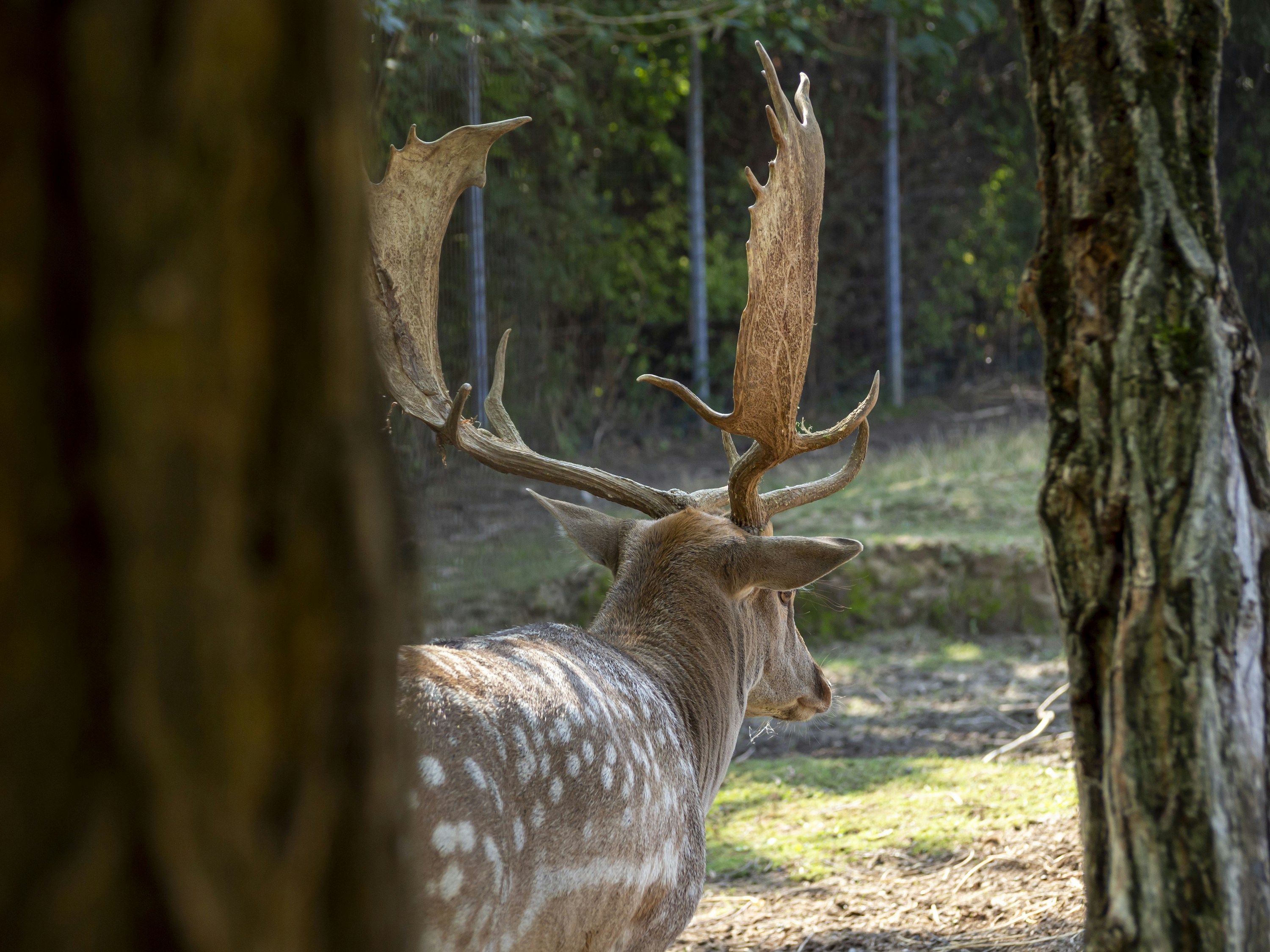Majestic Stare: A Buck Pauses Between Pines
