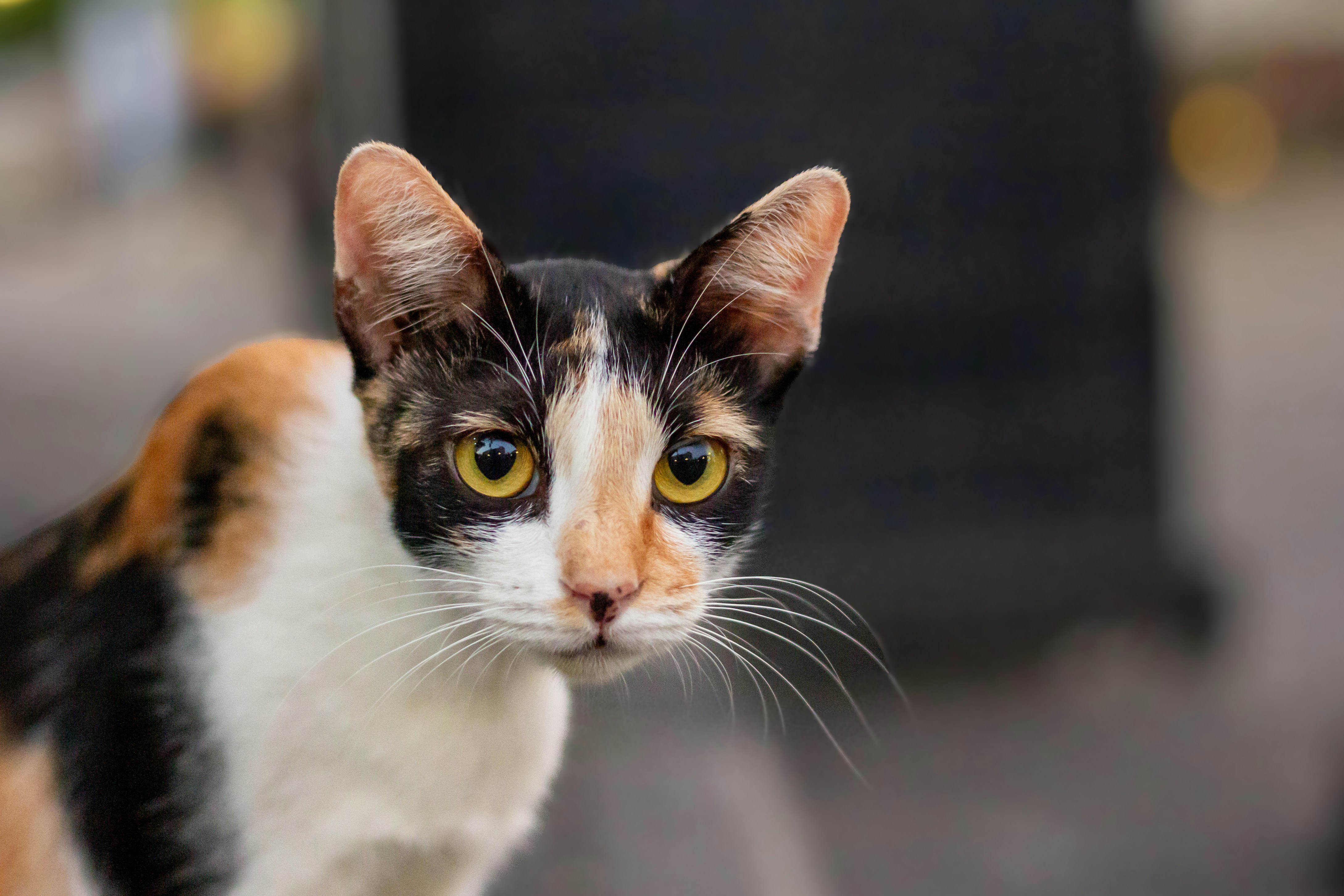 Photo by Indra Projects with Canon EOS 60D