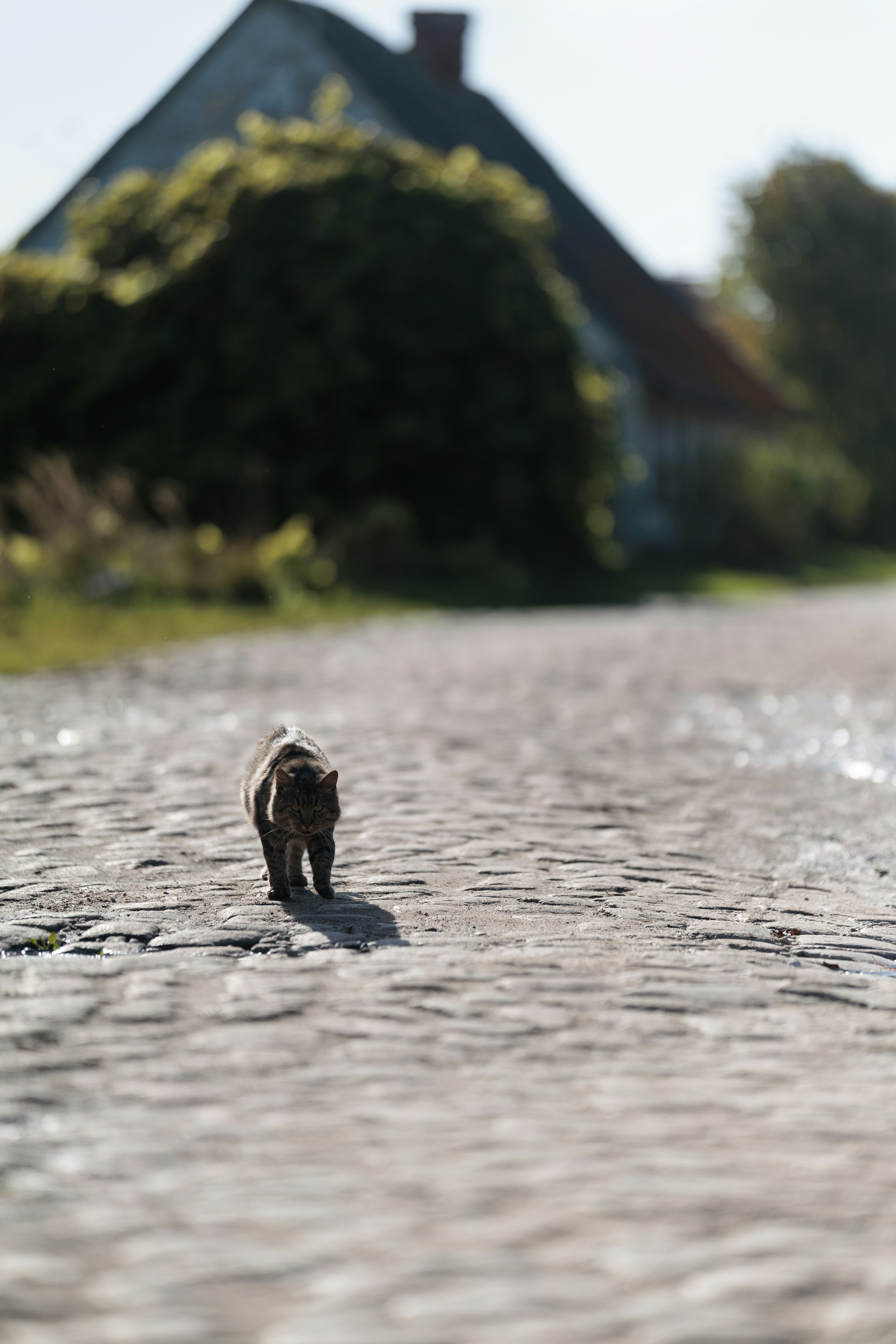 Tiny Shadow of a Street-Stride Cat