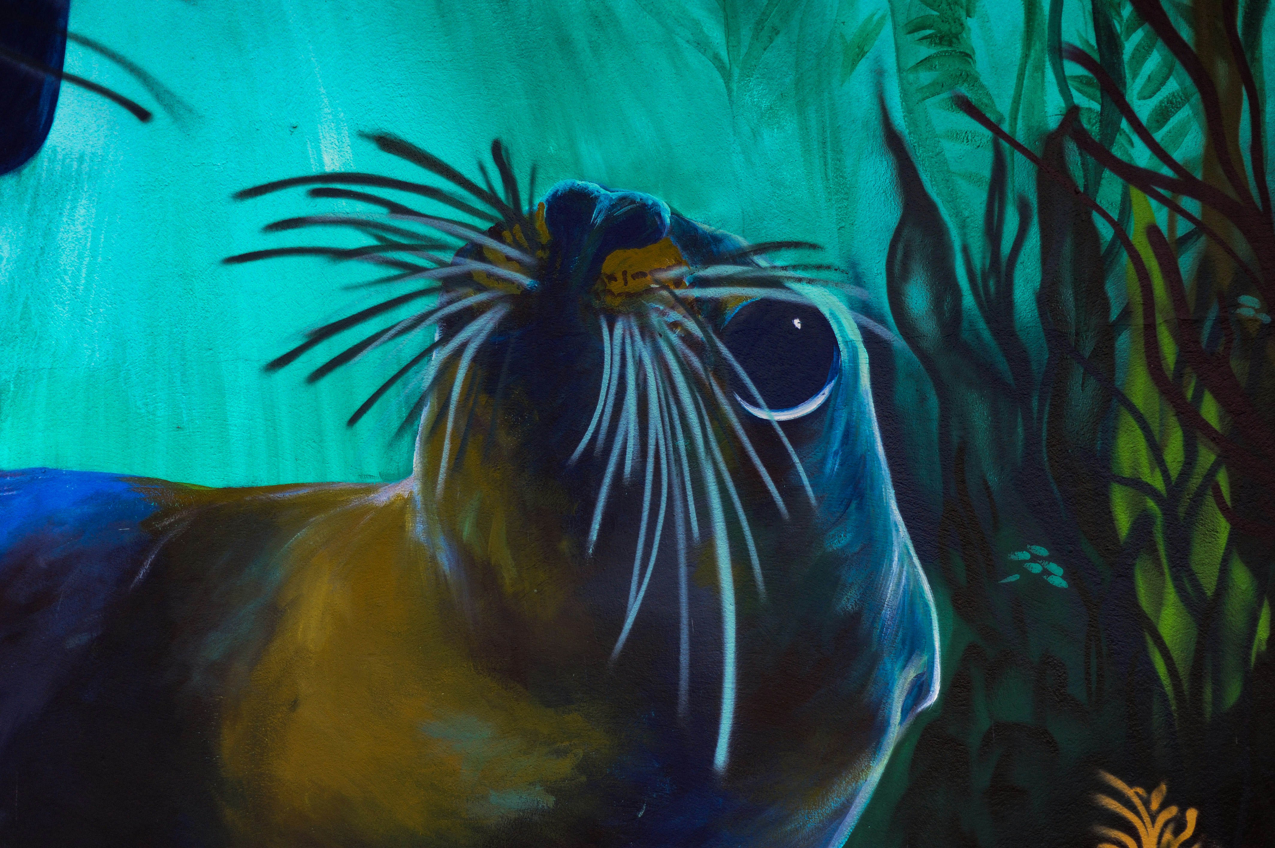 A painted seal with long white whiskers looks up through turquoise water and swaying seaweed.