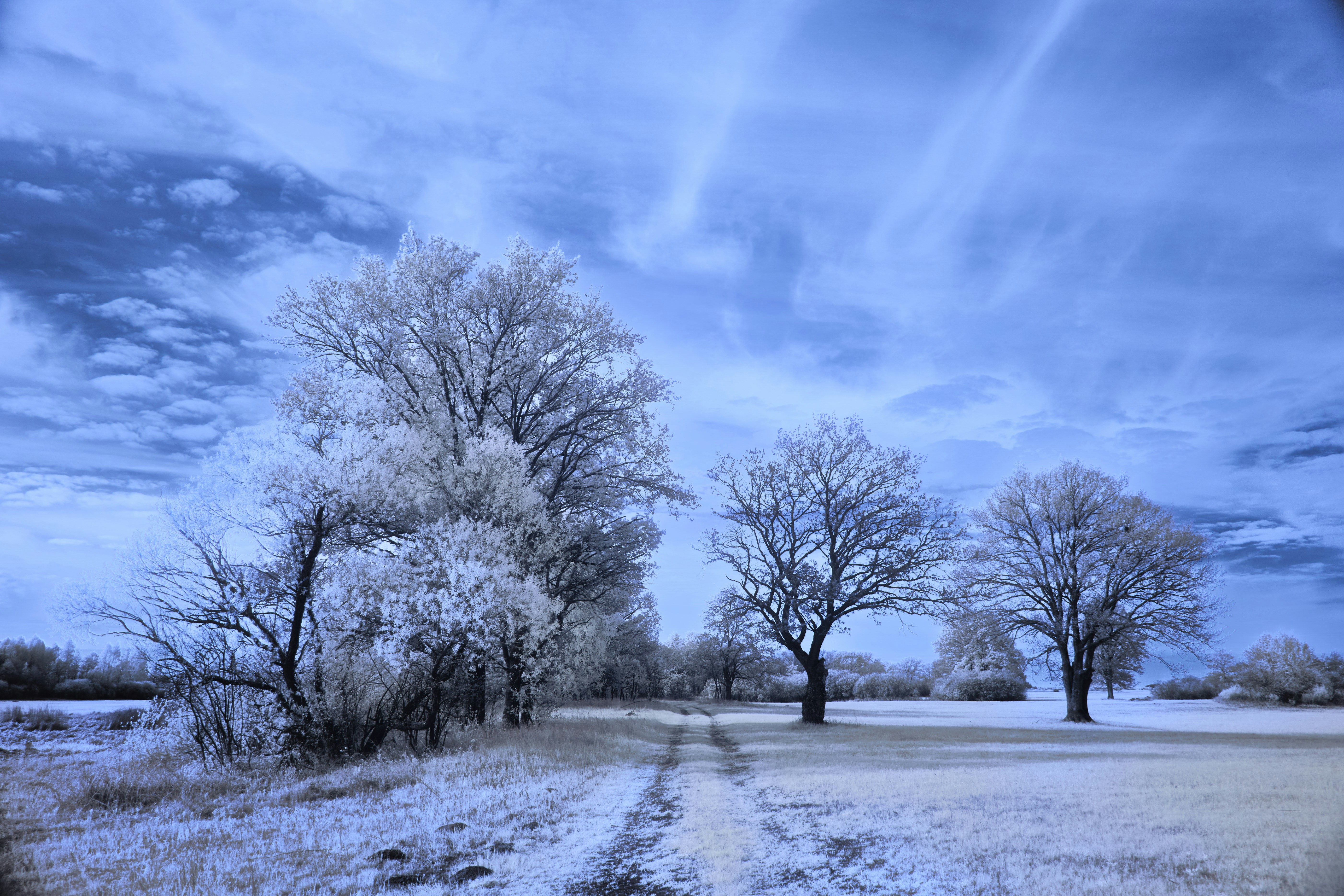 Winter Quiet: Trees along a Frosted Path under a Velvet Sky