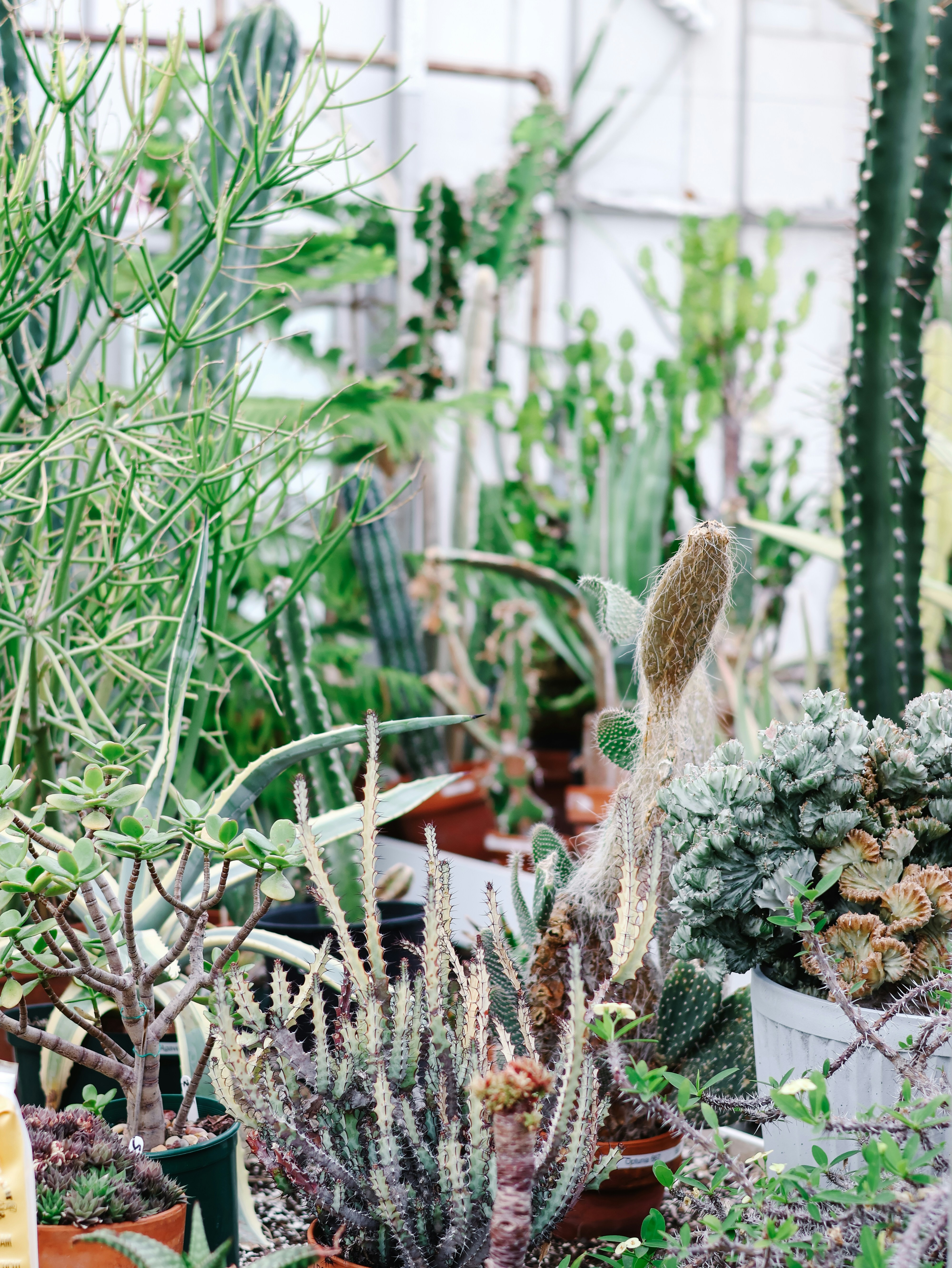 A lush greenhouse with a variety of cacti and succulents fills the frame, showcasing textures and muted greens in soft light.