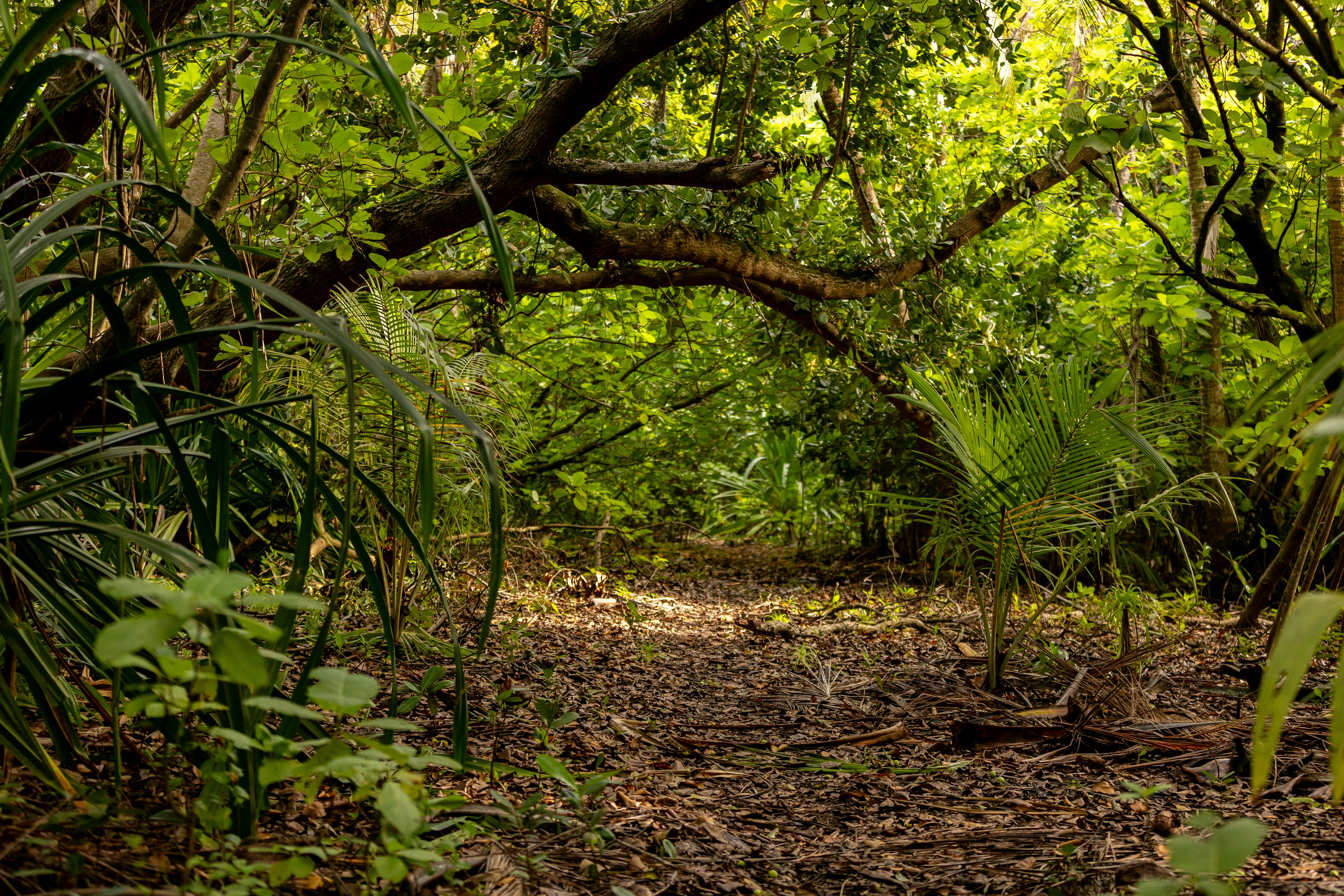 Forest Floor Pathway: A Quiet Corridor Beneath Arching Branches