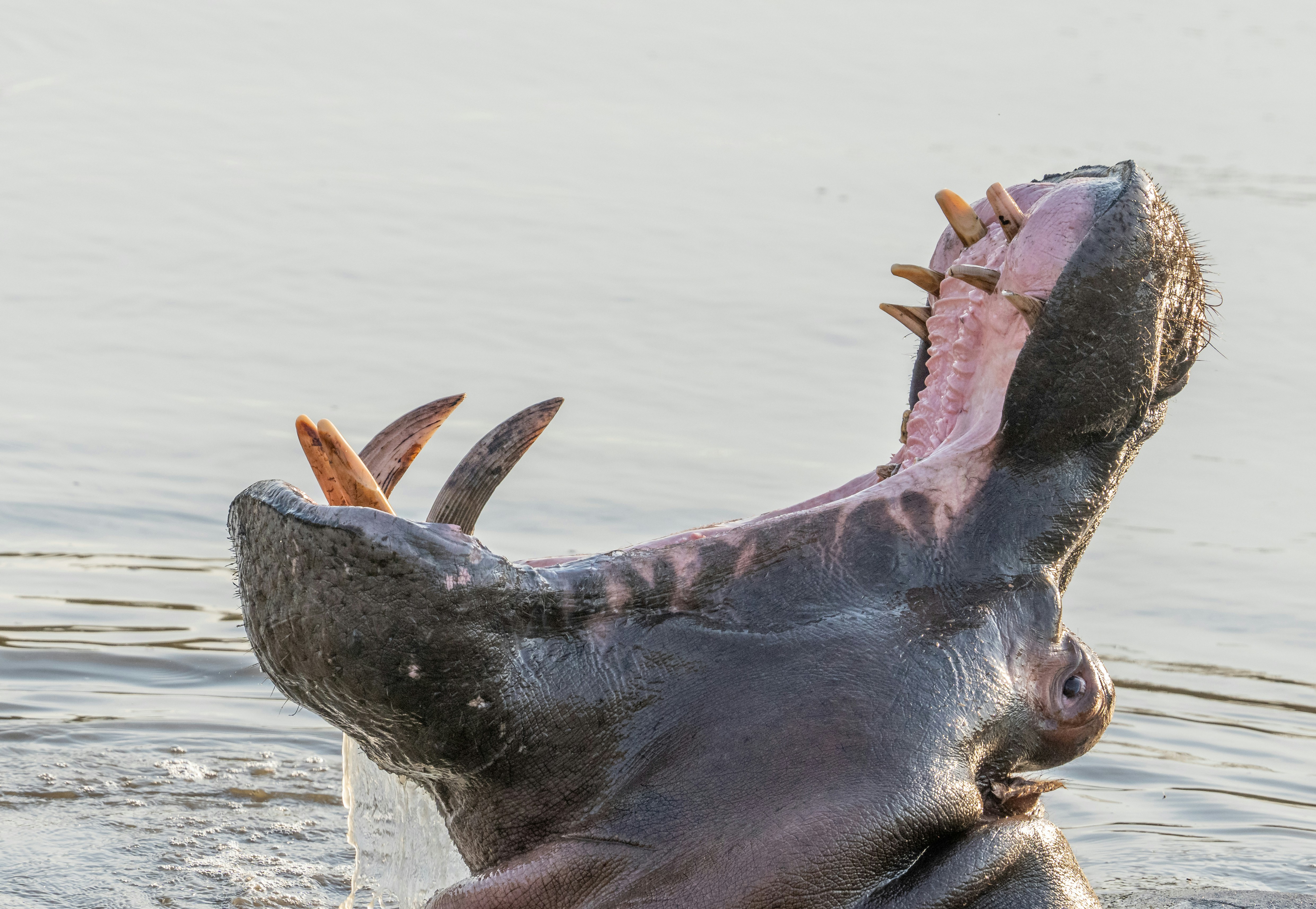 Jaw-Oh! A Hippo-like Snarl Surfaces from the Water