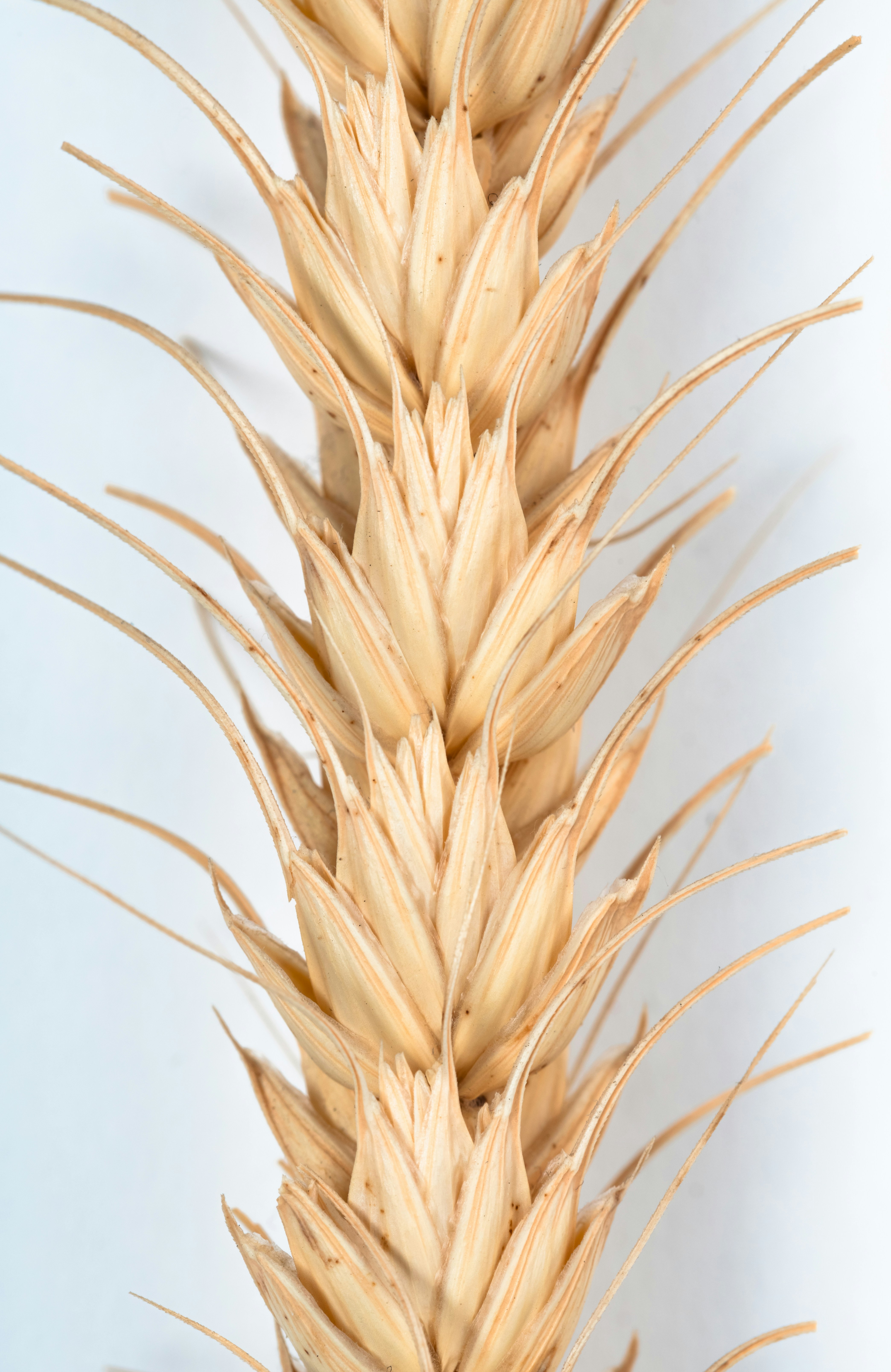 Spiral Sepals: A Close-Cropped Harvest of Golden Grain