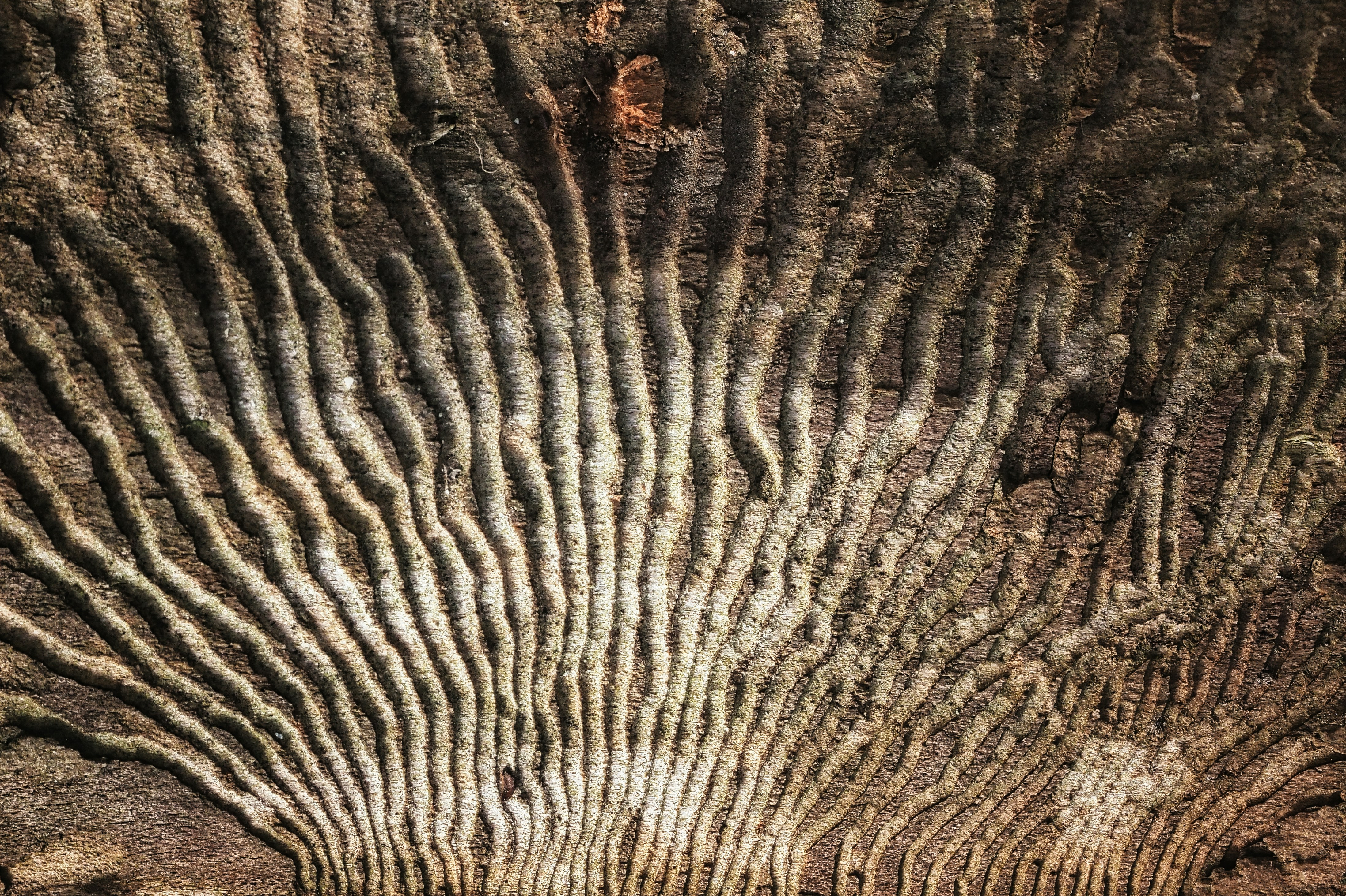 Ridges of Time: Fungal Petal Patterns Embossed in Stone