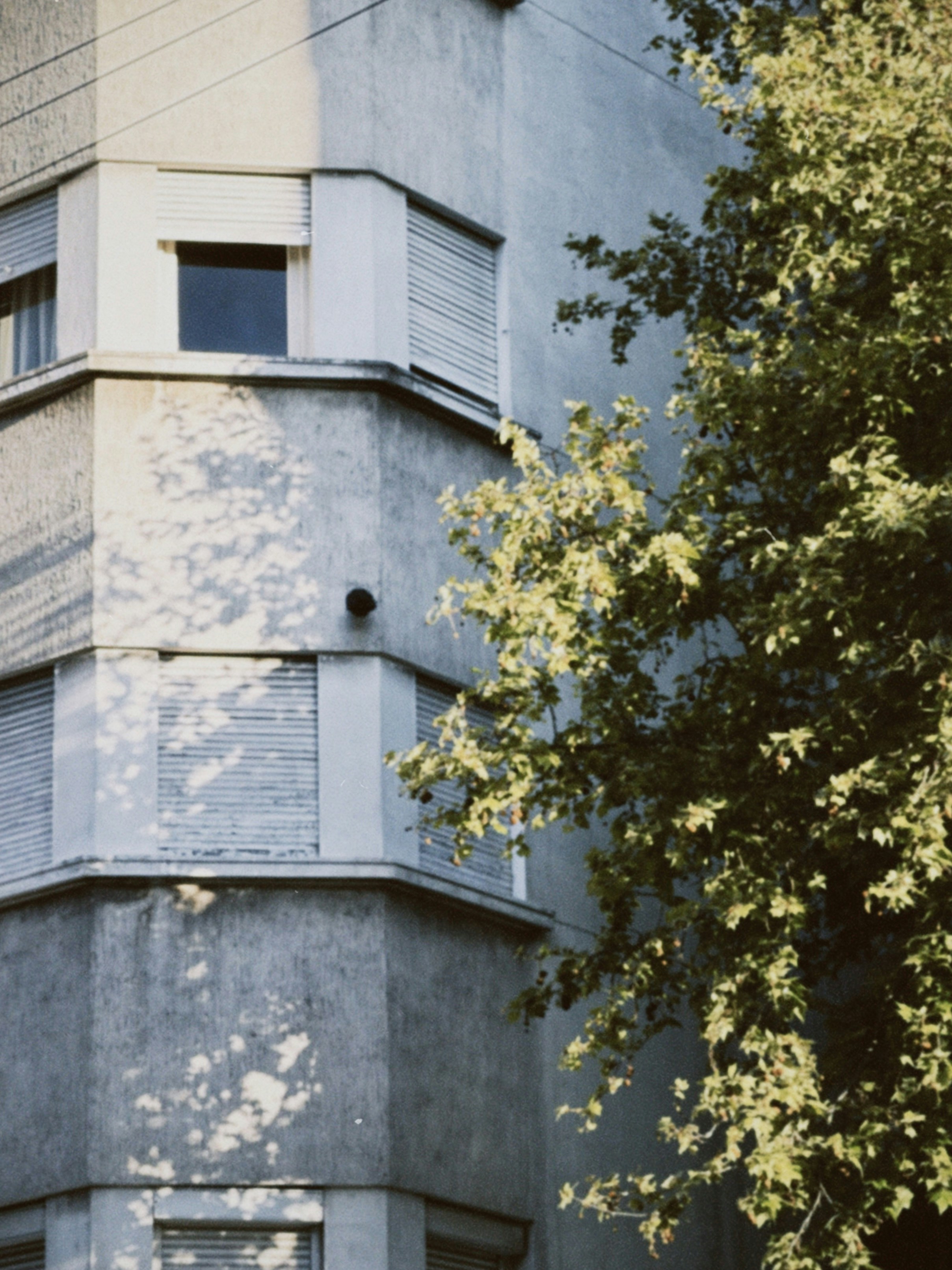 Concrete apartment facade bathed in afternoon light with window blinds and a sprawling tree to the right.