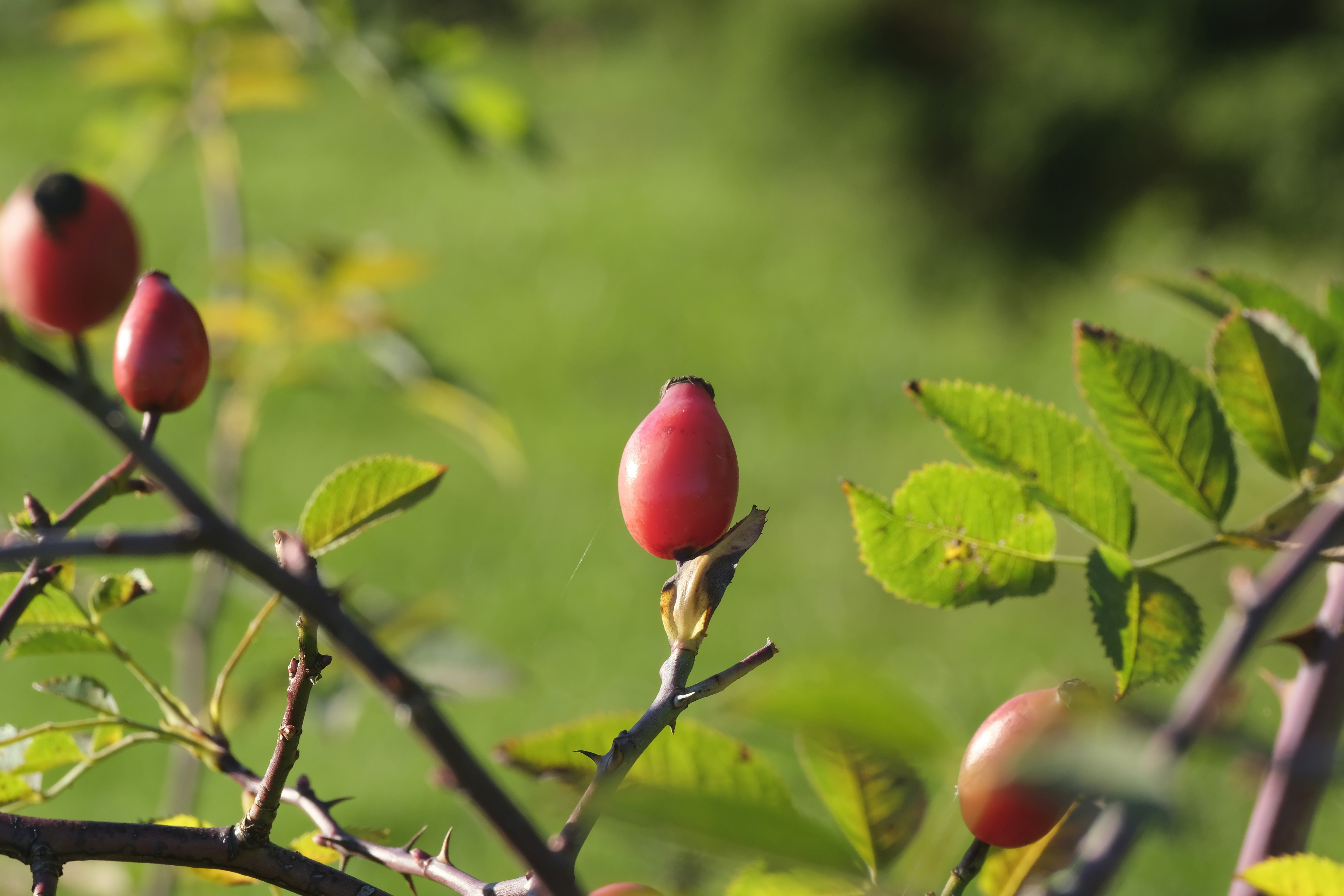 Red fruit on a sunlit branch: a quiet orchard moment