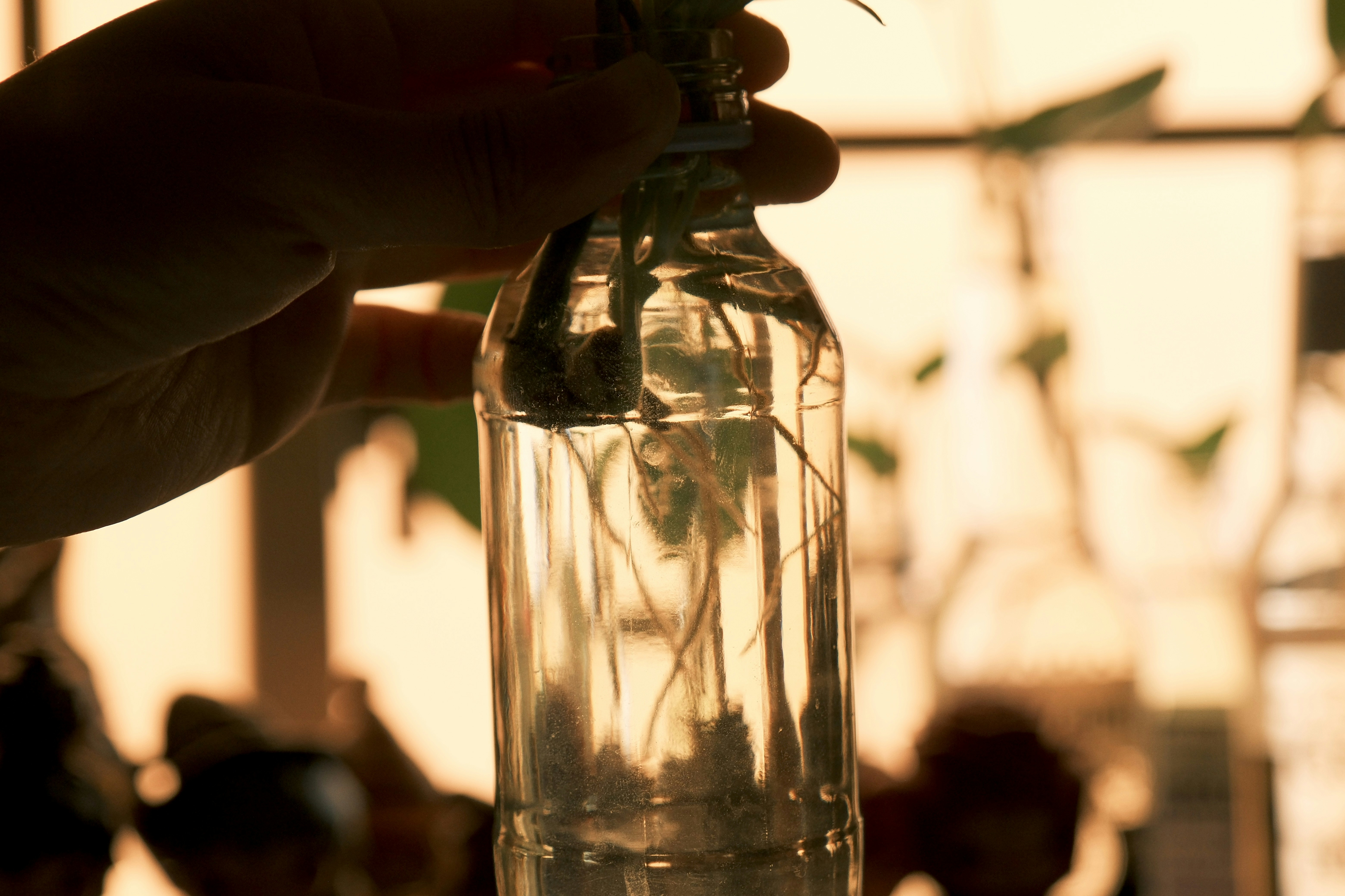 A glass bottle held up against a warm backlit background, with faint plant reflections inside the glass and soft silhouettes of a room beyond. A simple still-life focusing on translucence and ambient glow.