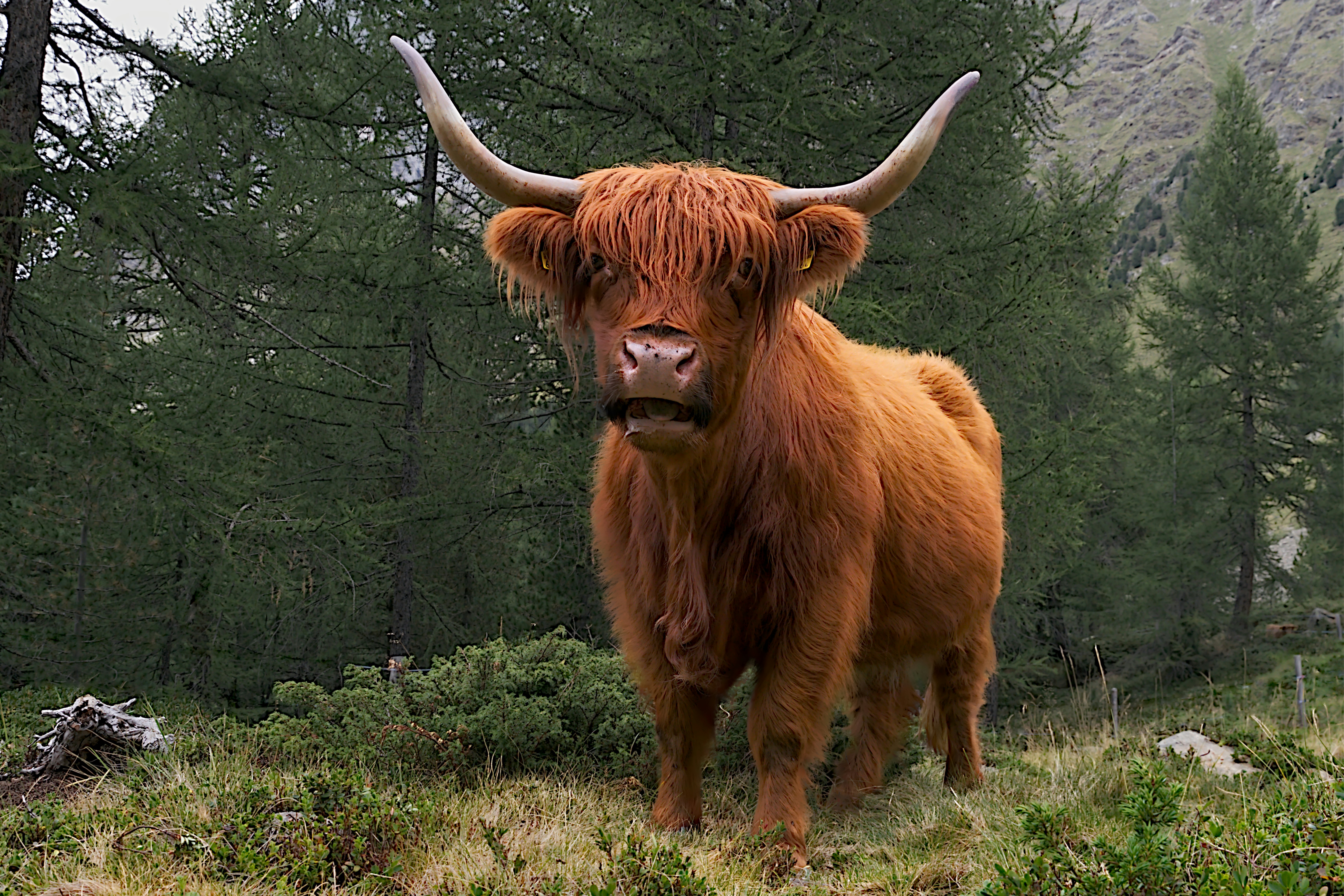 Scarlet Highland cow stands in a misty forest meadow with trees in the background and grassy foreground, showcasing natural color and texture.