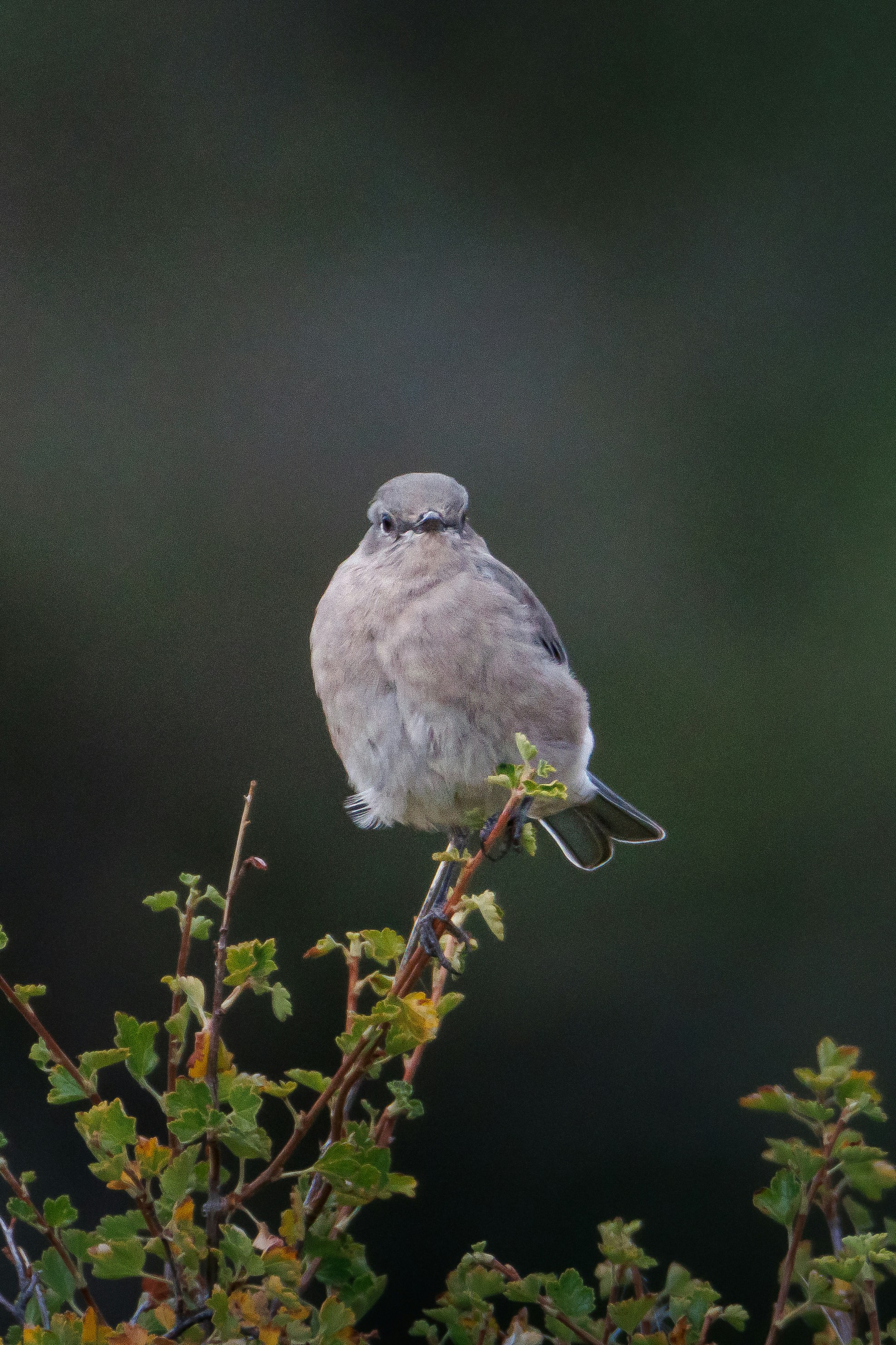 Perched in Quiet Confidence: A Small Songbird on Springy Branches