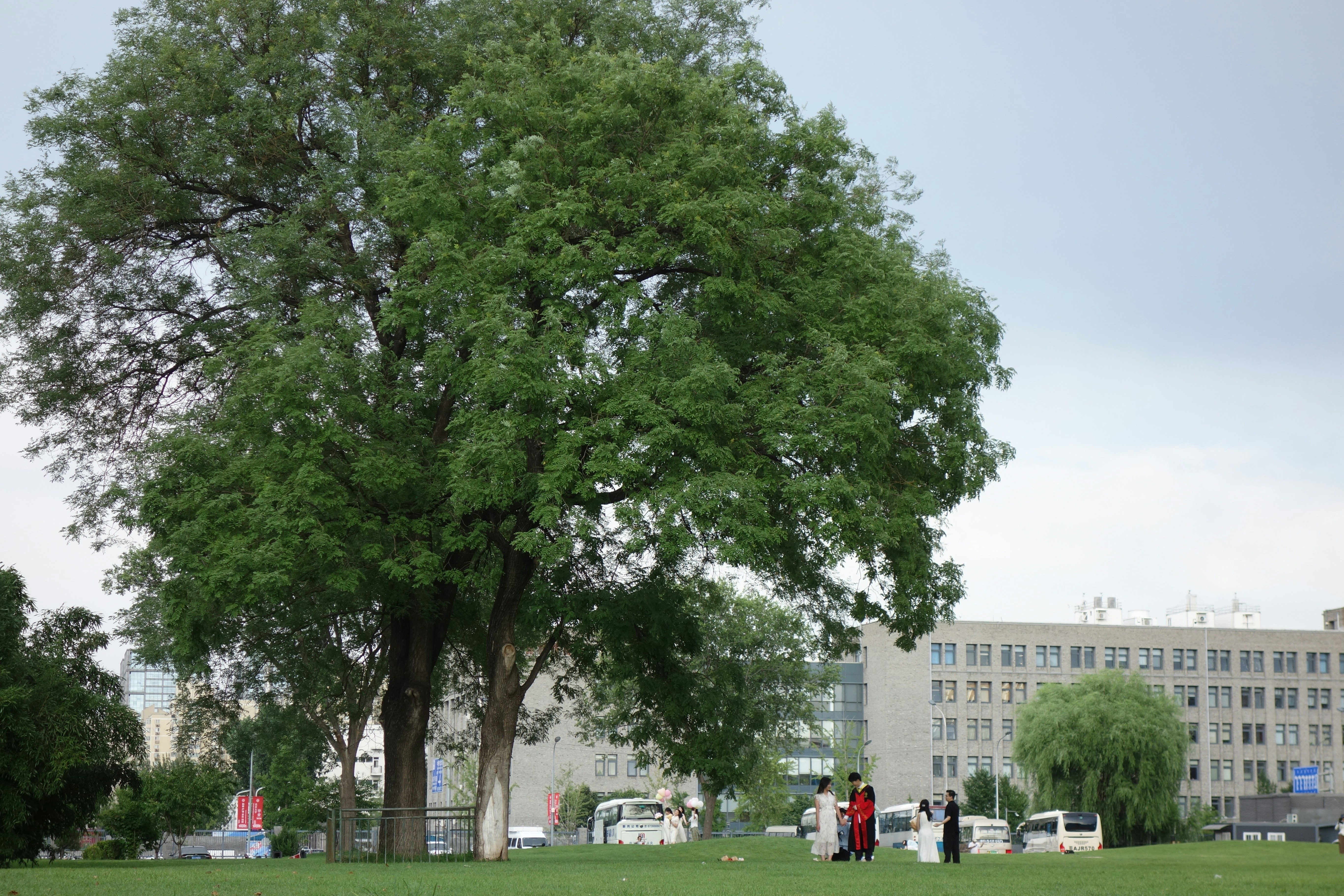 Lone Shade Tree Framing a Quiet Campus Commons