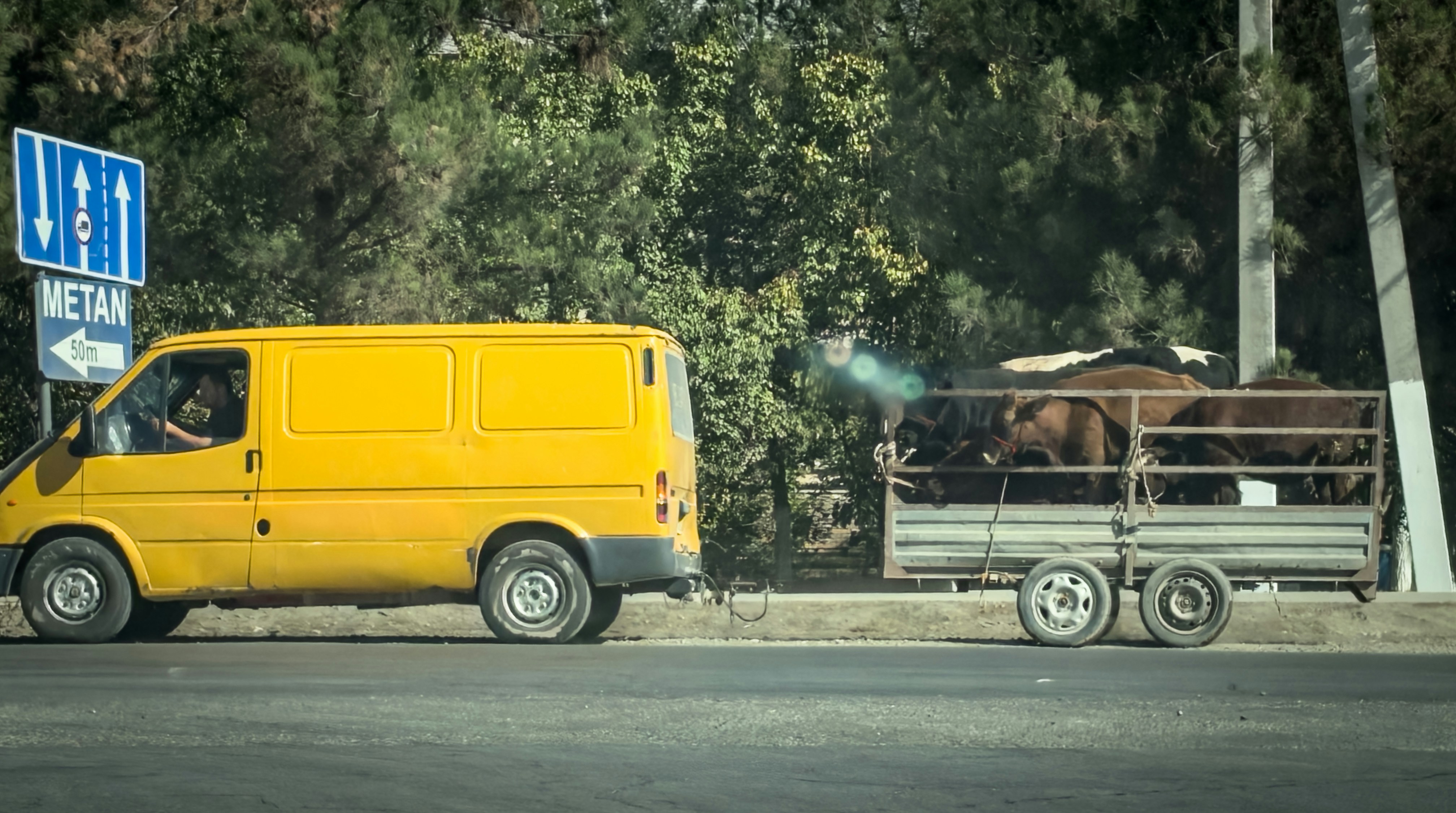 Yellow Van Carries a Cattle Trailer Down the Highway