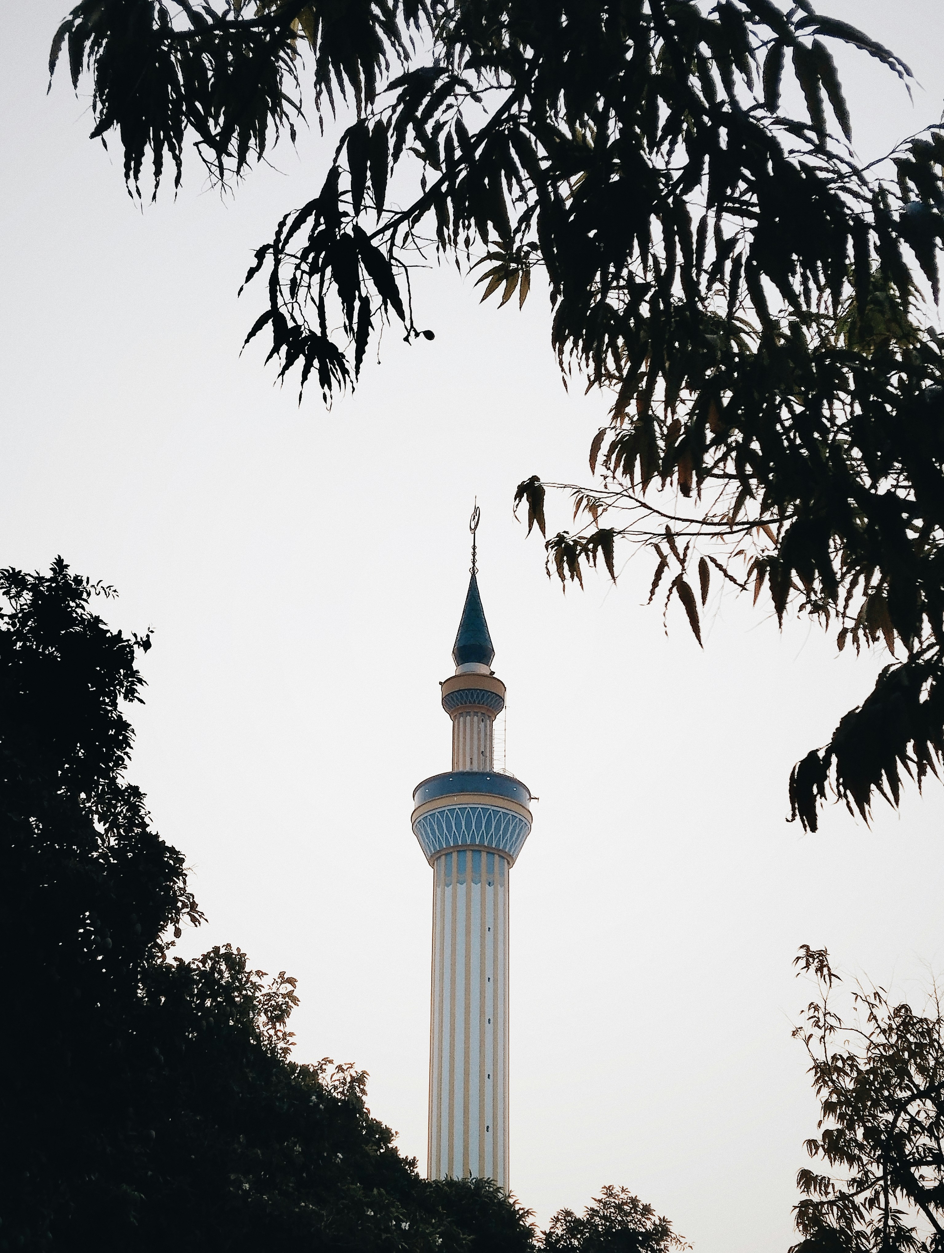 Spire Beneath Canopy: A Tower Rising Between Branches