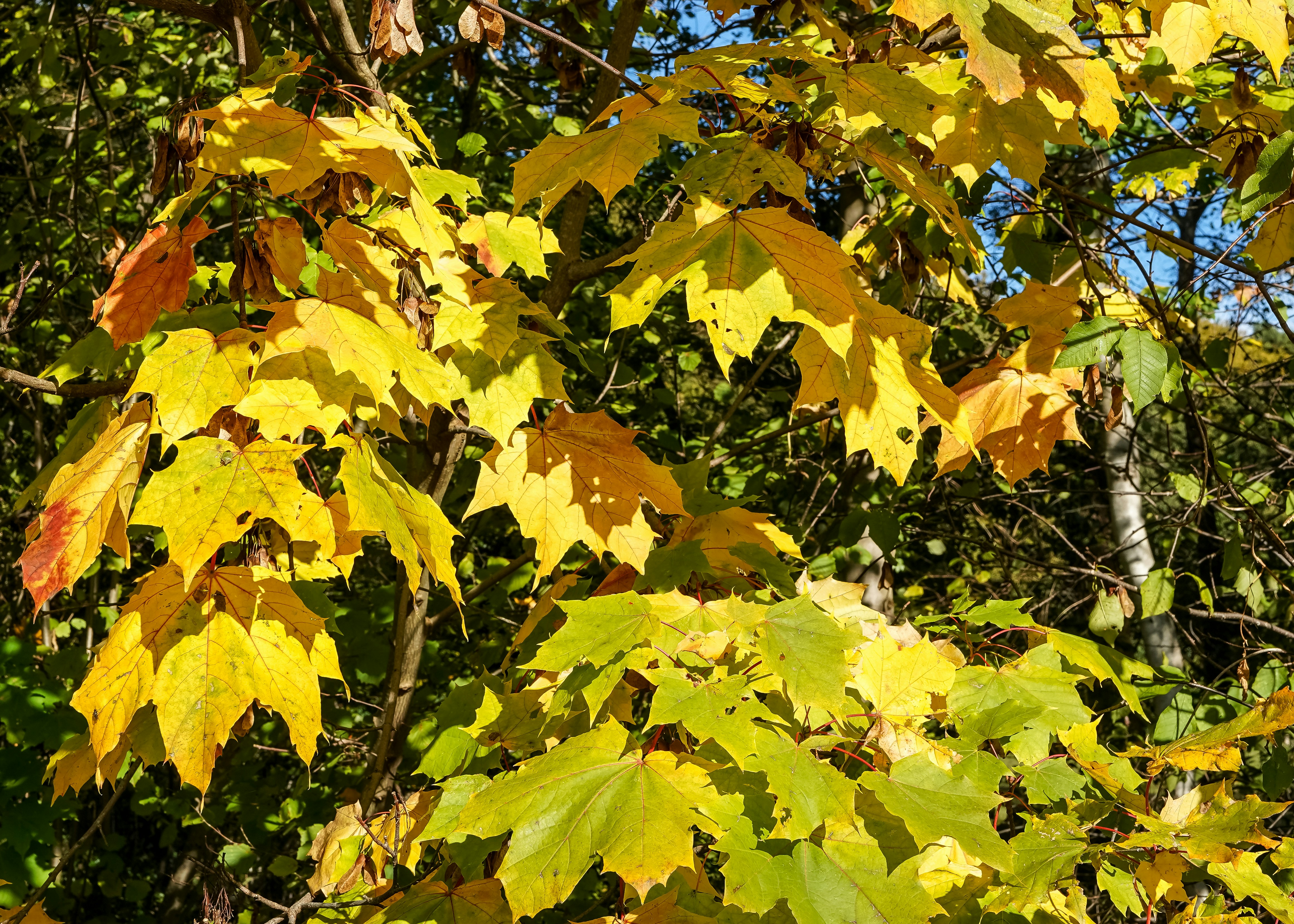 Sunlit Cascade of Golden Maple in Quiet Forest