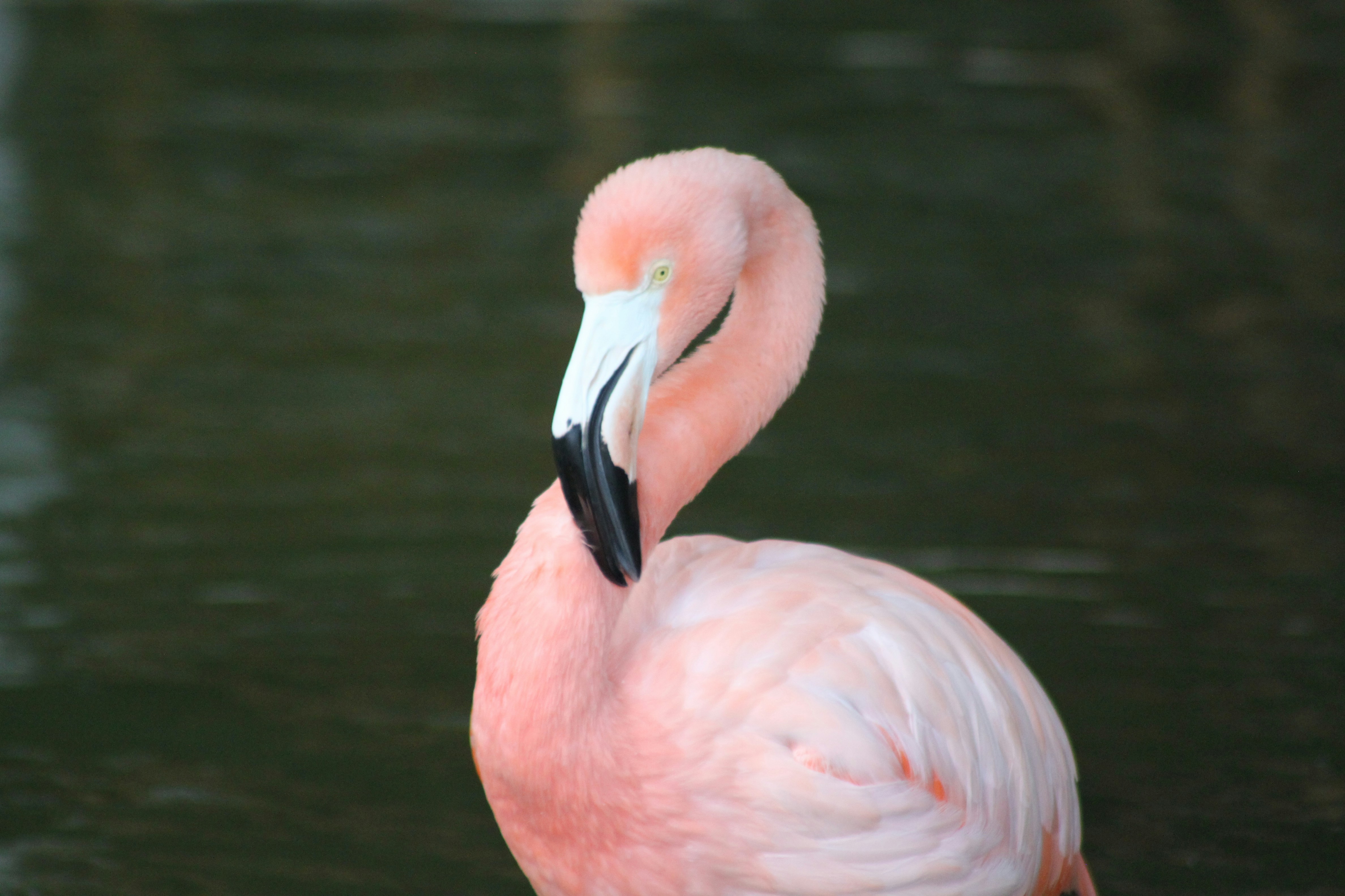 Close-up of a pink flamingo with curved neck against dark water, highlighting plumage and beak detail.