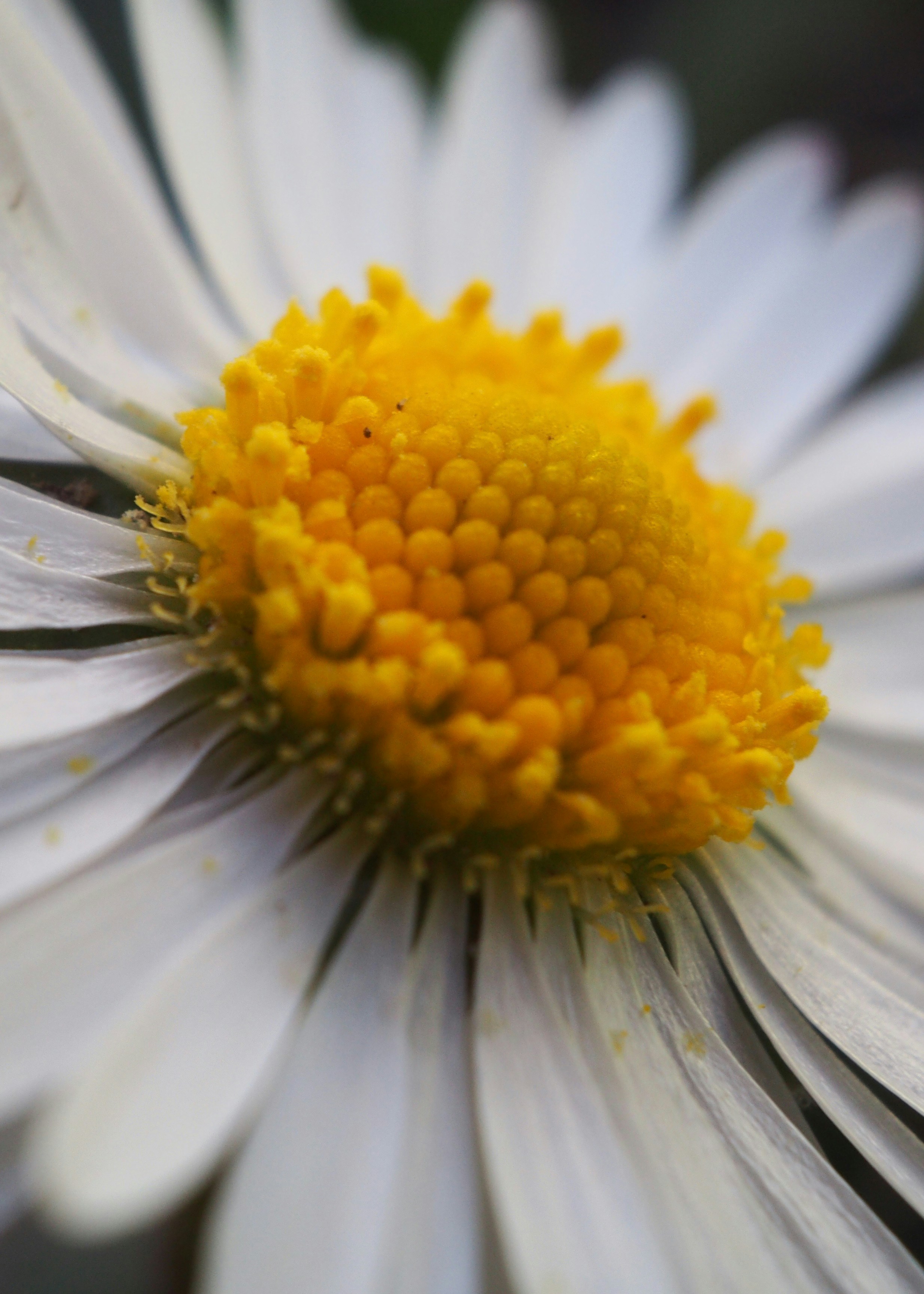 Close-up of a Daisy Center: Golden Helms Amid White Petals