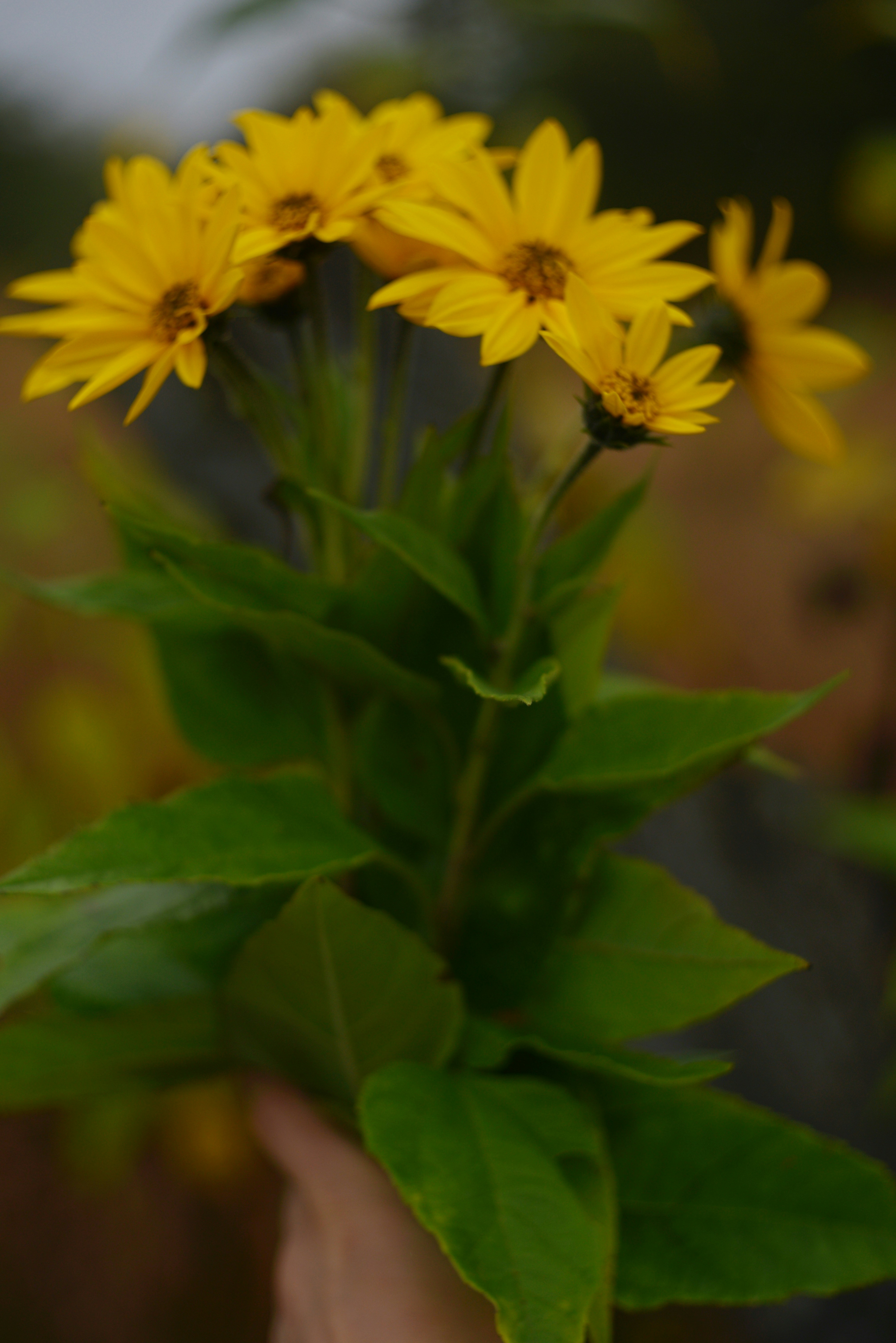 Sunlit Yellow Cluster: A Delicate Garden Anthem