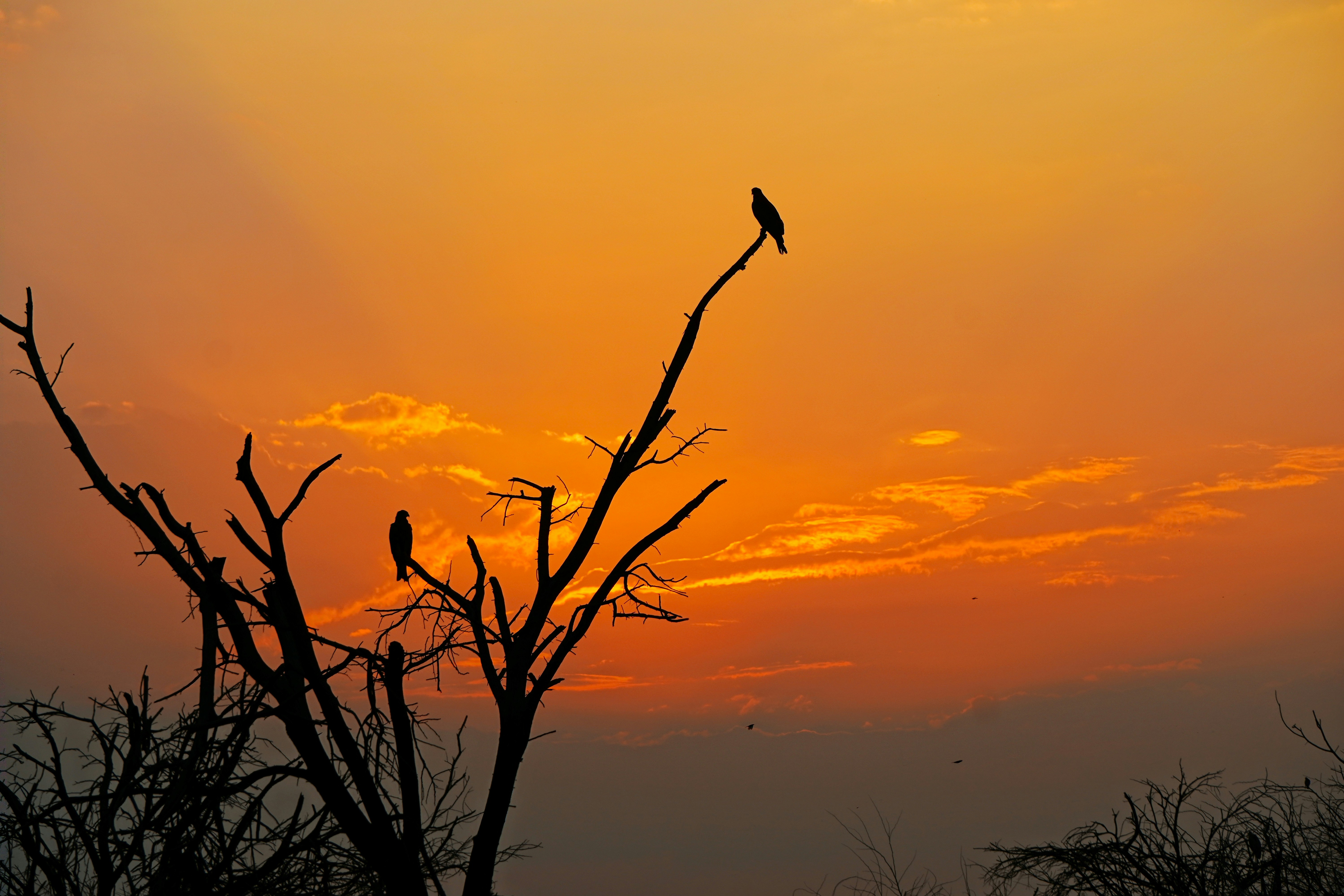 Two silhouetted birds perch on a bare tree against a warm orange sunset sky.